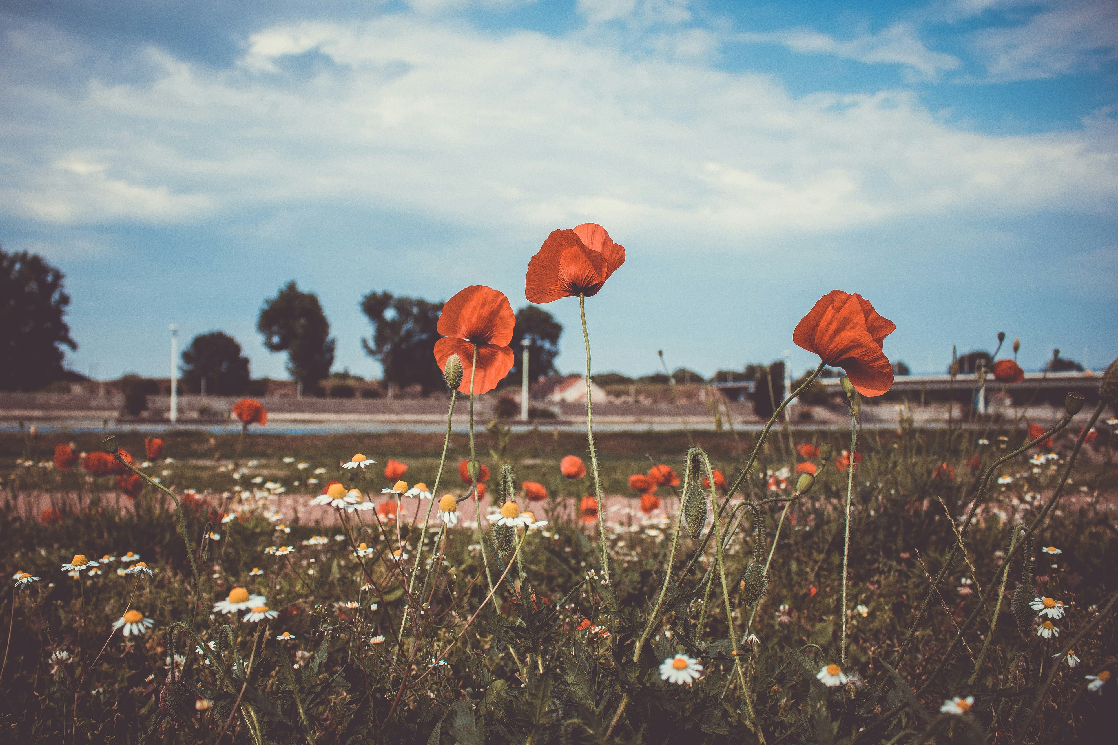 Crimson Poppies Framing a Quiet Meadow Under a Wide Blue Sky