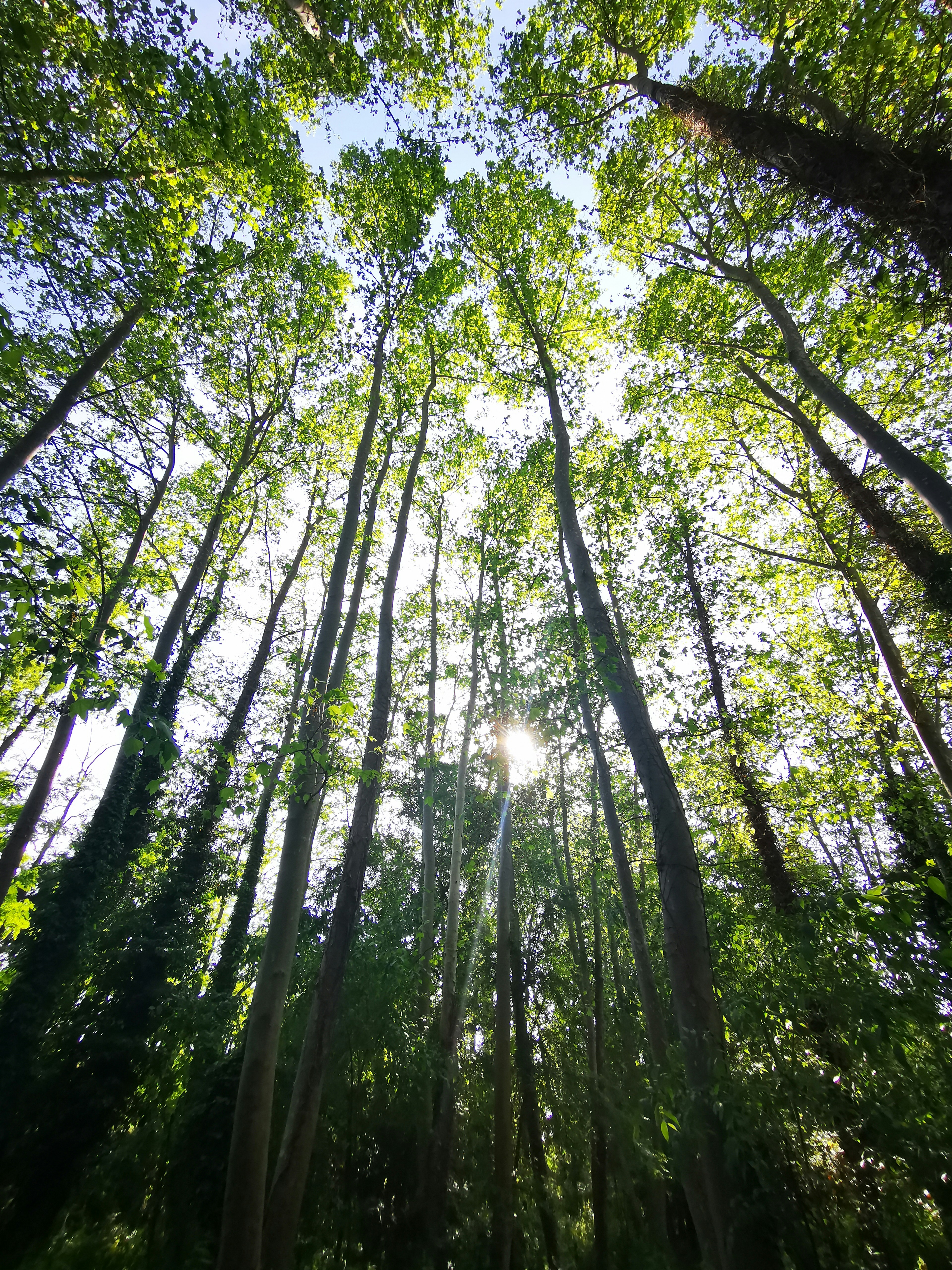 Photographie en contre-plongée d’arbres verts pendant la journée photo ...