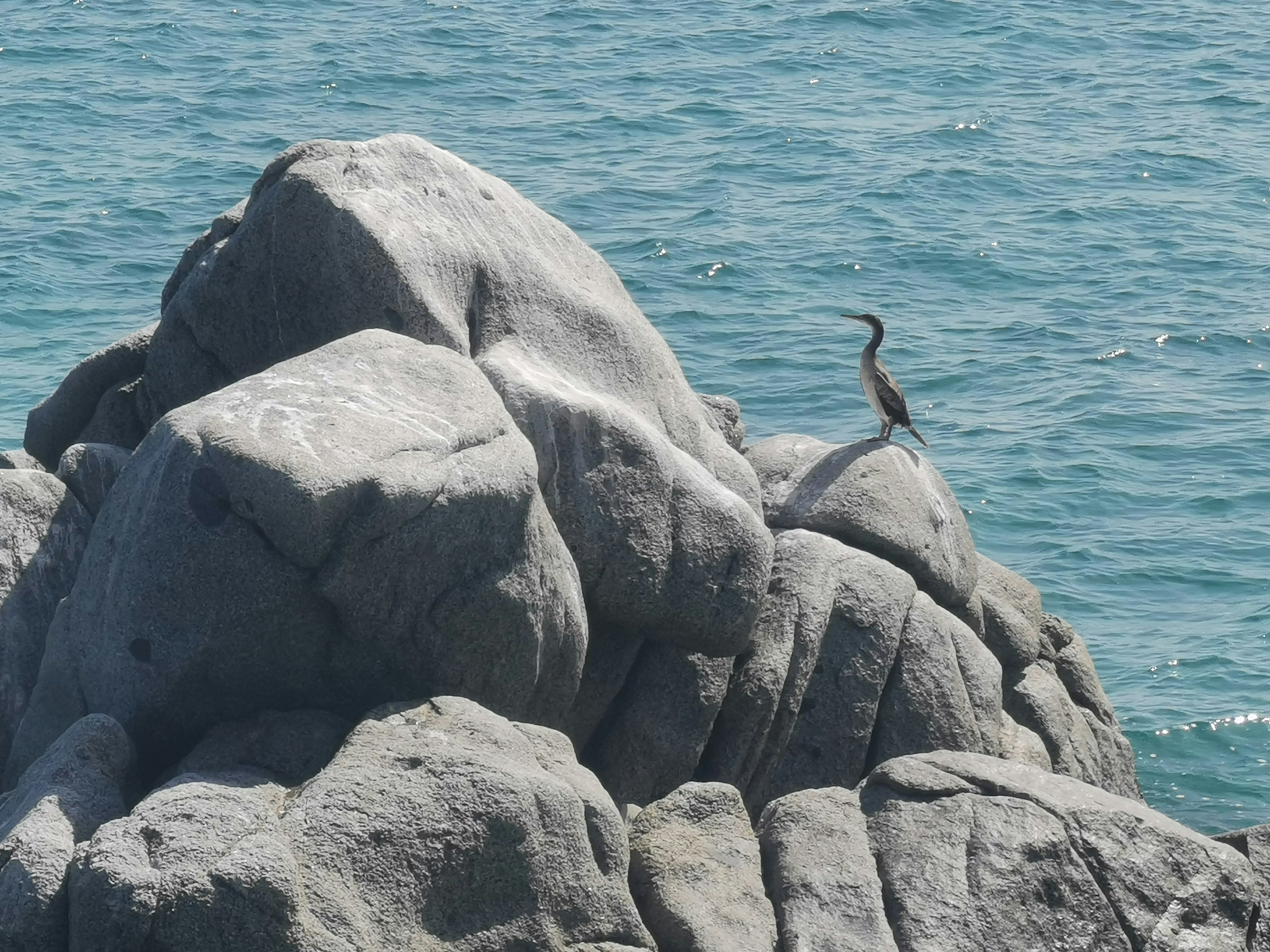 Seaside Sentinel: A Heron's Perch on Rocky Shores