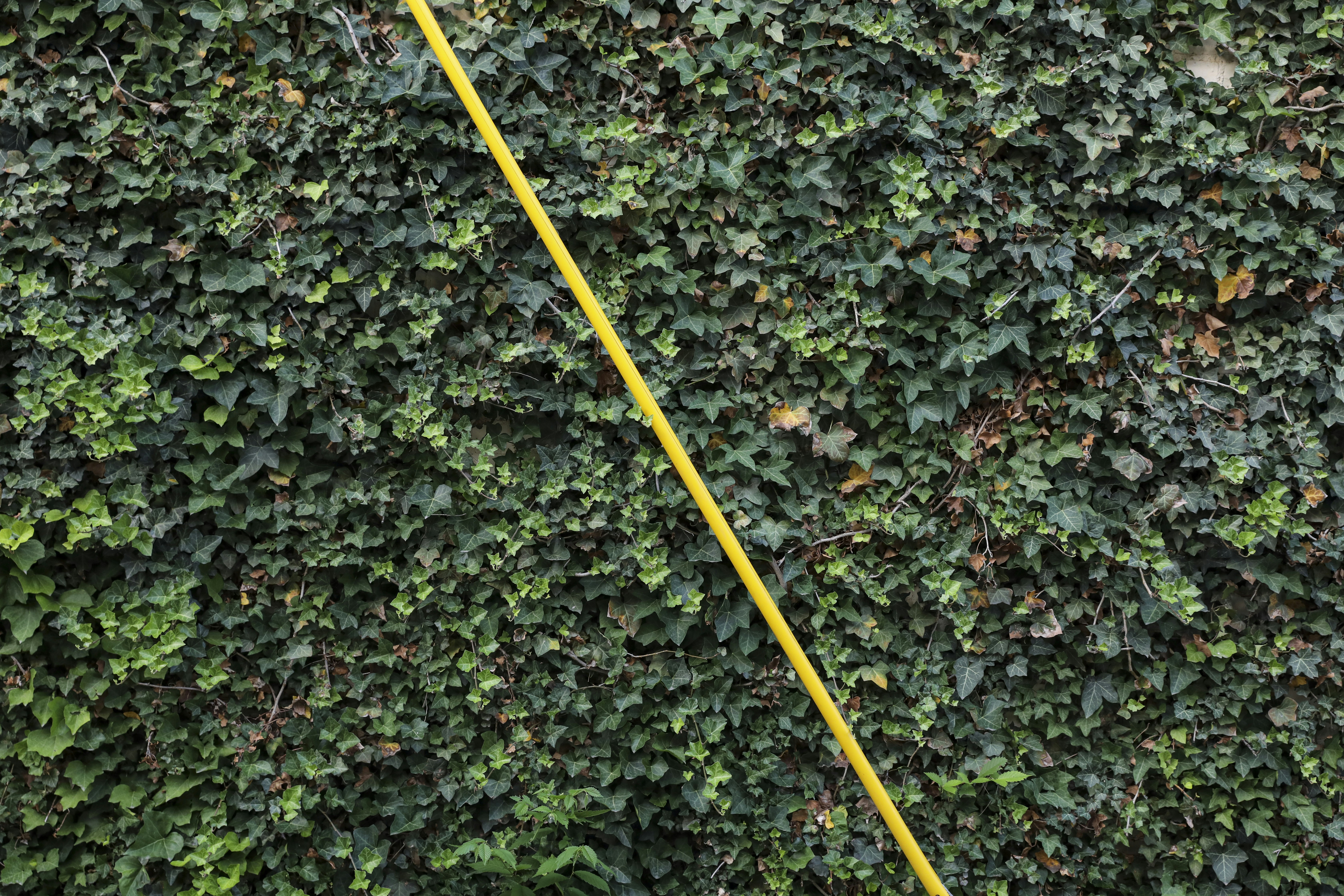 Vibrant green ivy enveloping a textured wall, interrupted by a striking yellow pole. 