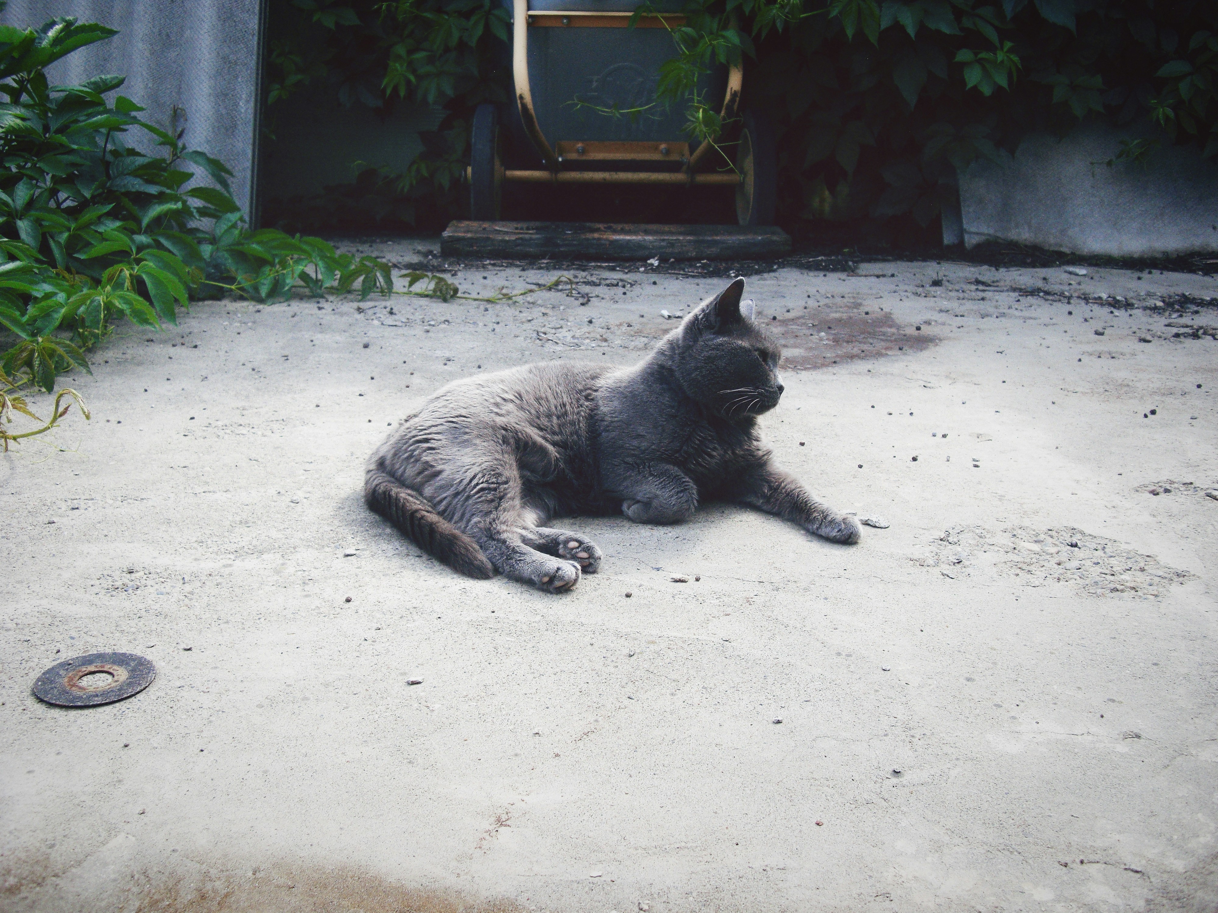 Gray cat lounging on a concrete surface surrounded by greenery. Its relaxed posture suggests a moment of tranquility.