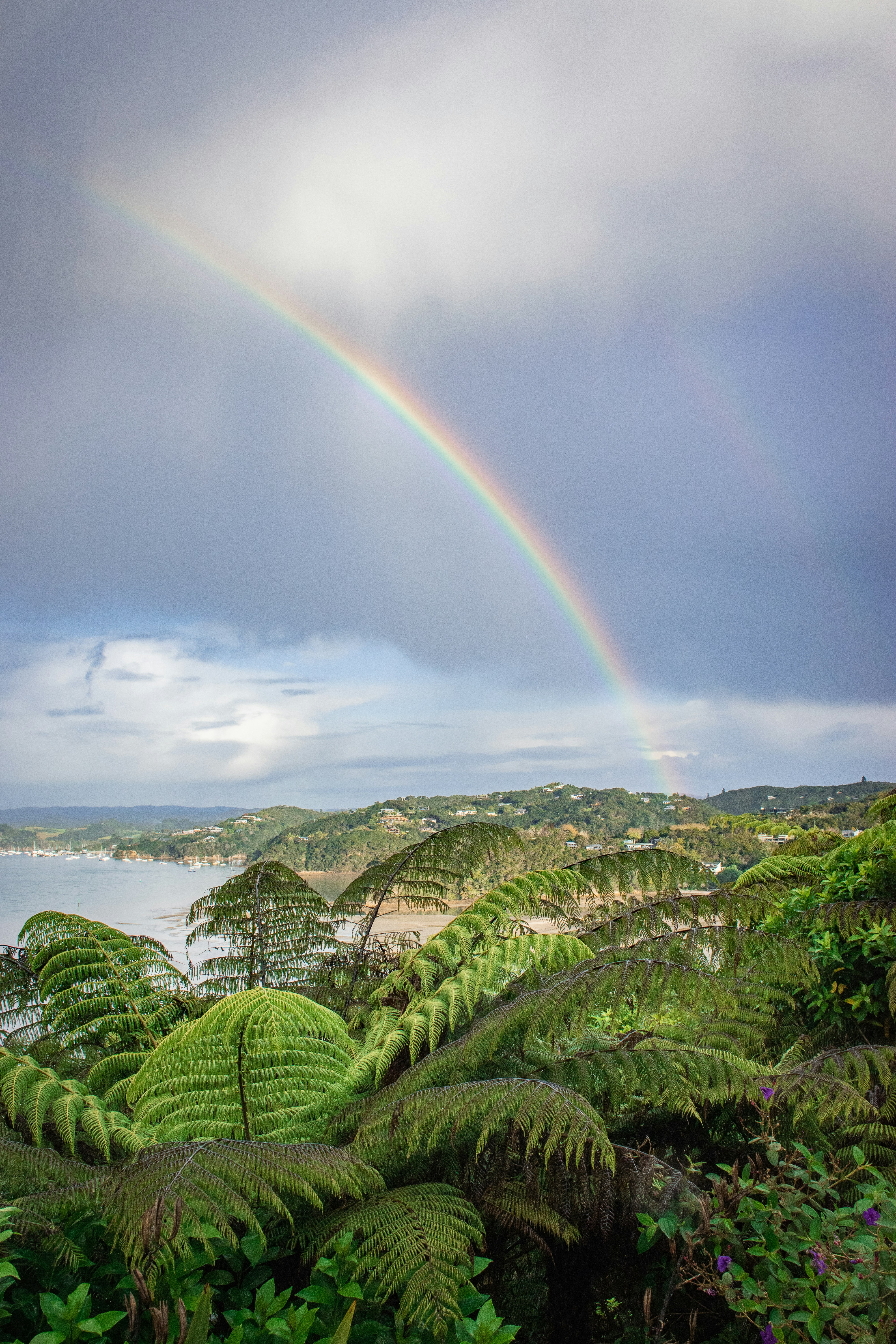 A rainbow shines in the sky above a lush green forest photo – Free New ...