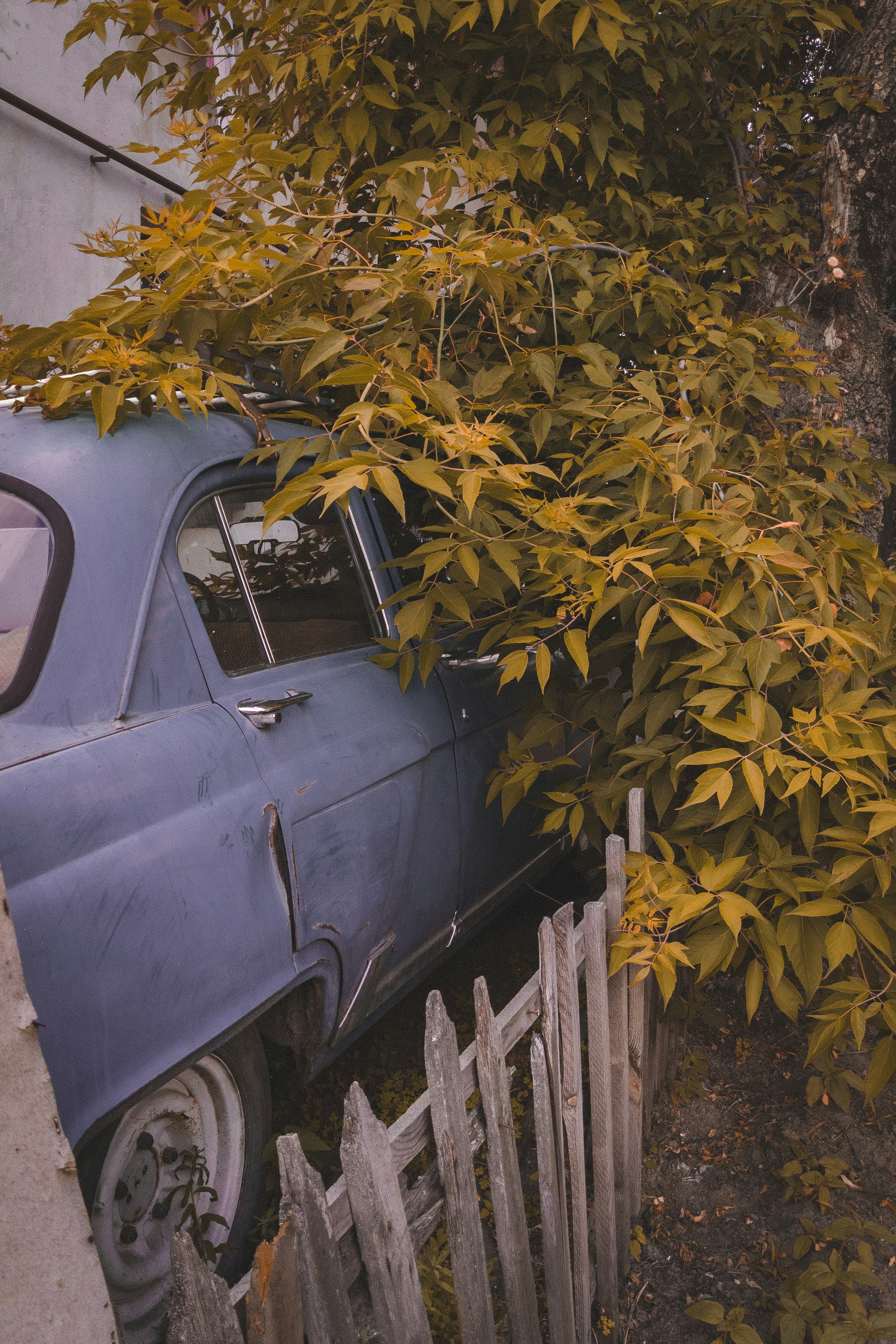 An old blue car partially obscured by vibrant autumn leaves, nestled beside a rustic wooden fence.