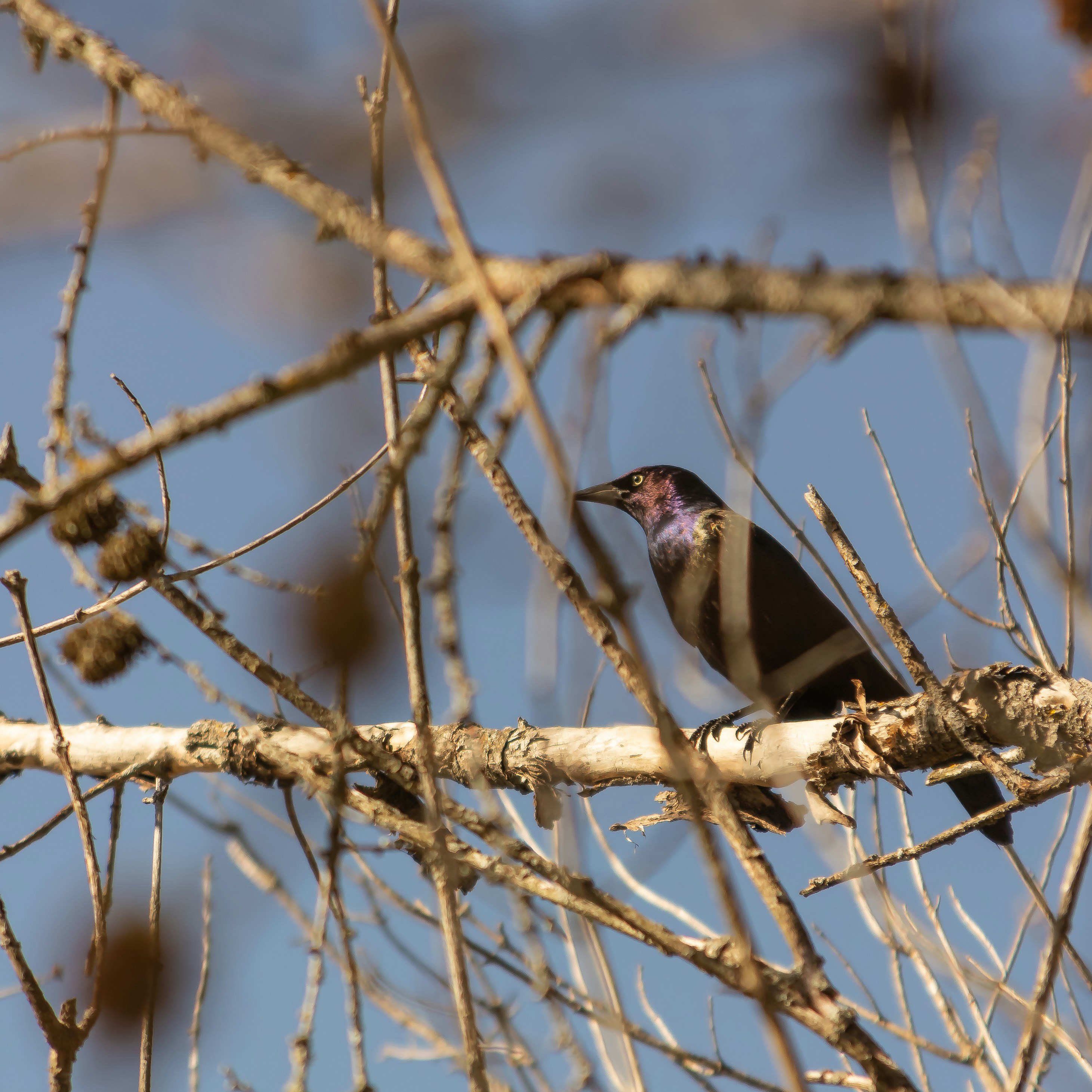Iridescent Throat, Bare Branches: A Quiet Winter Perch