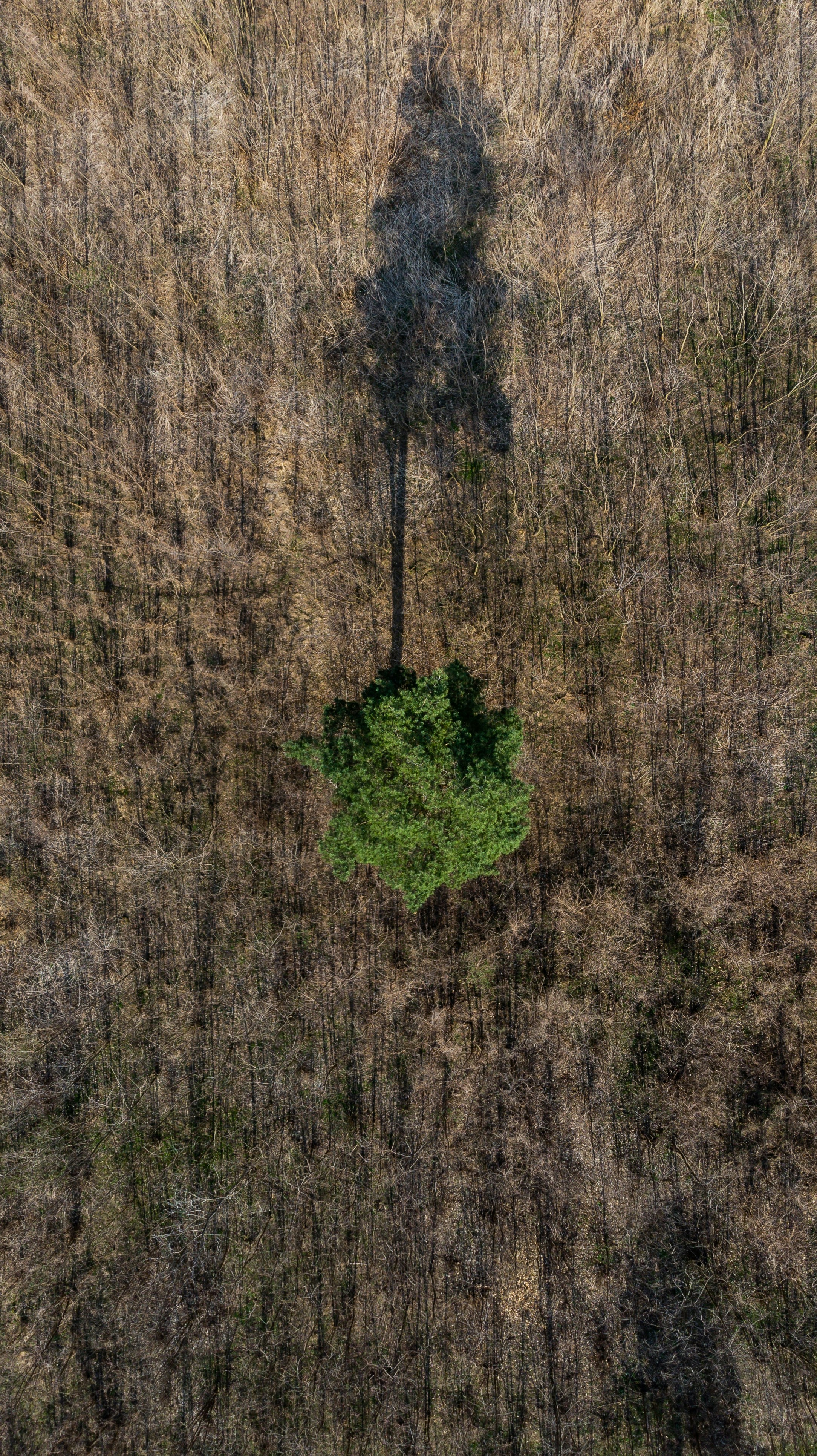 Verdant Island in a Winter-Worn Field