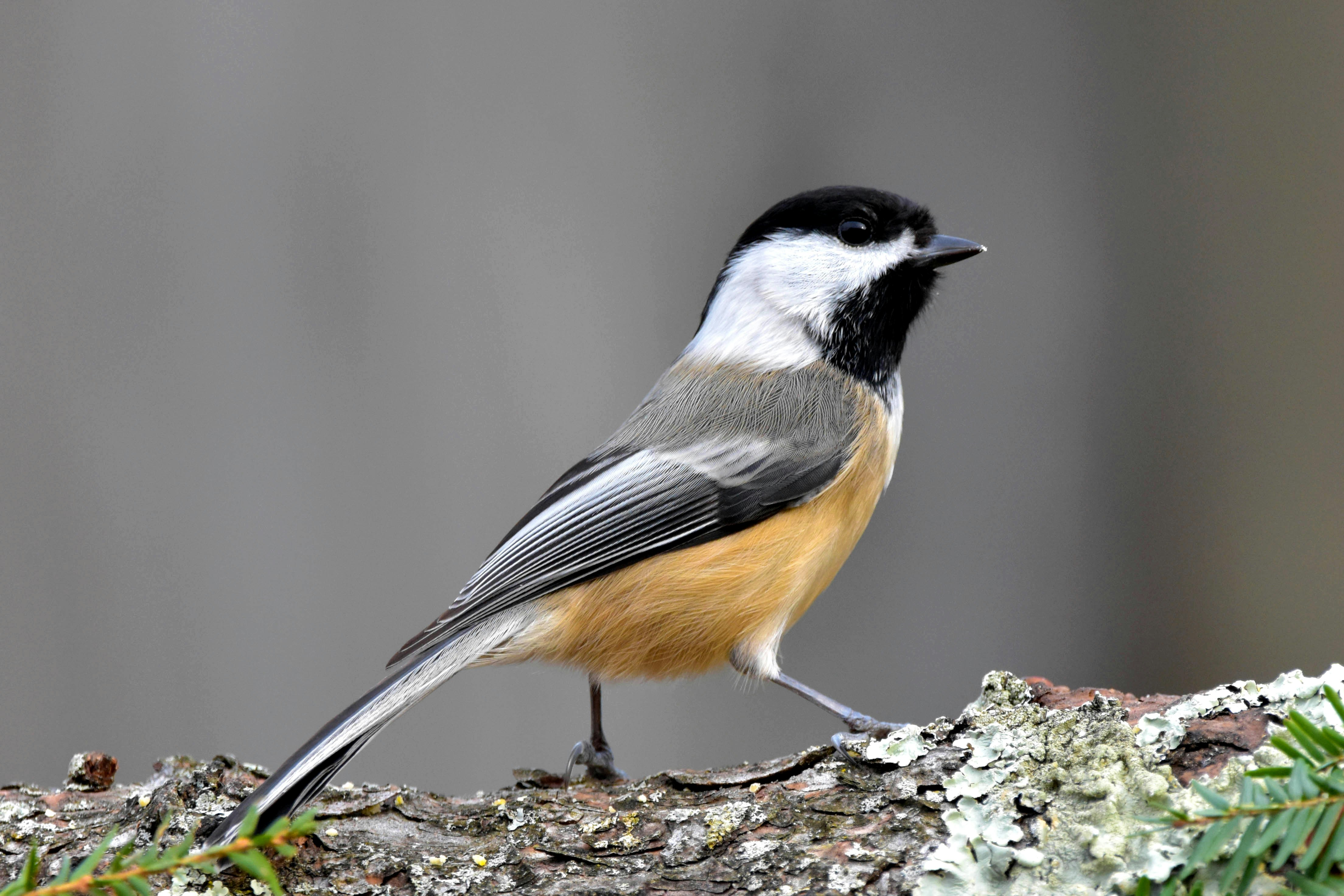 Chickadee Pictures | Download Free Images on Unsplash