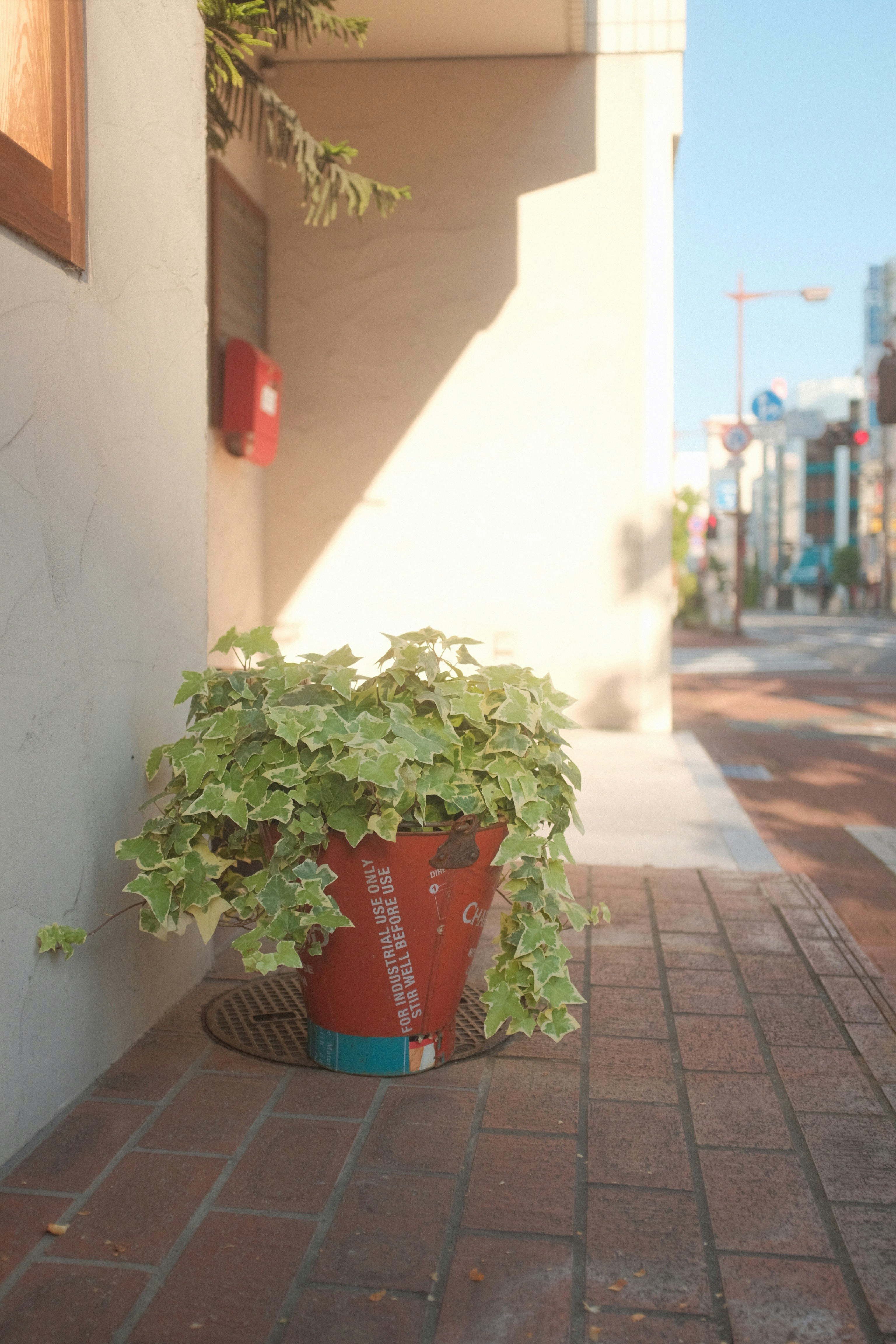 a potted plant sitting on the side of a building