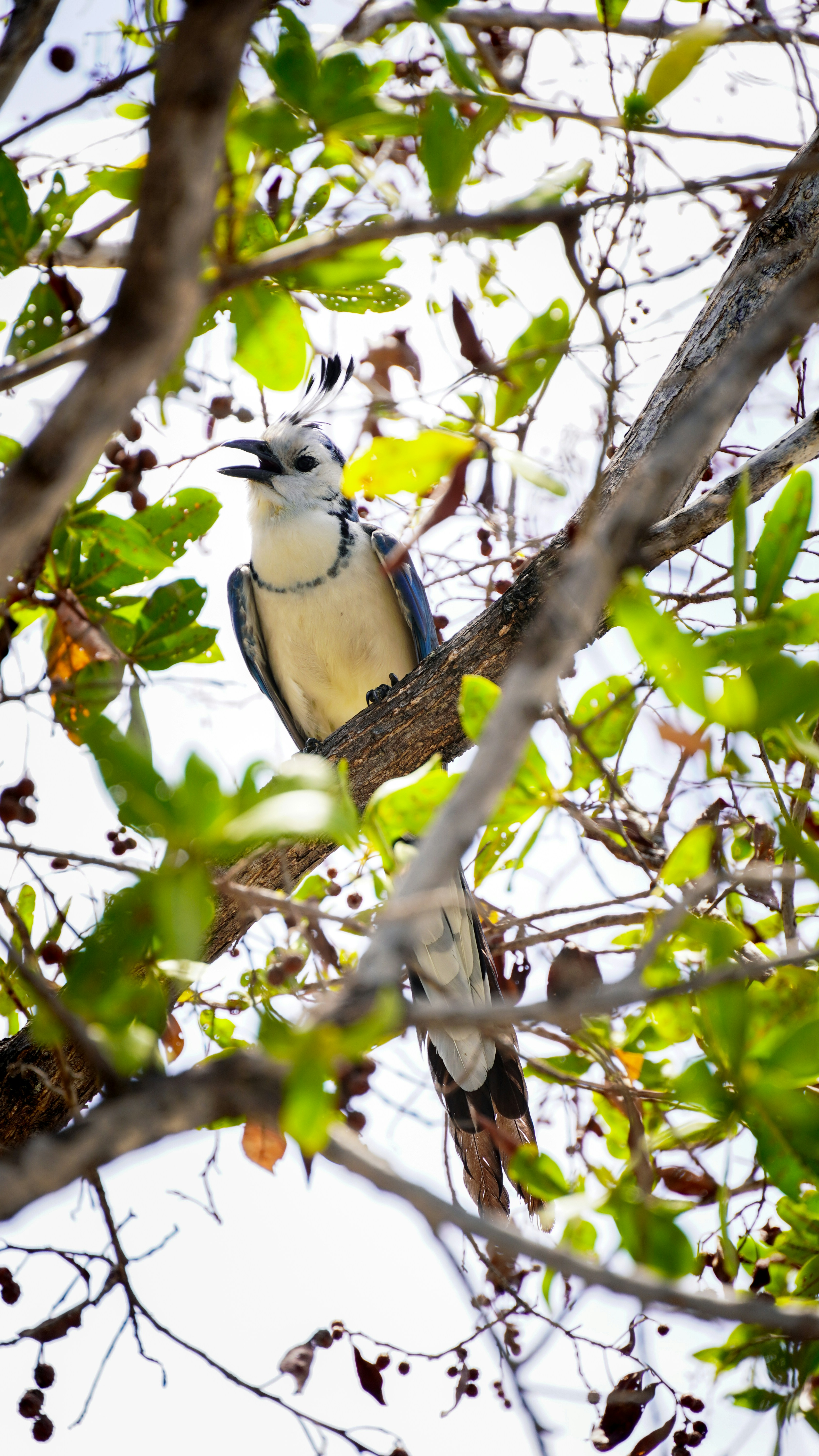 Crested Perch: A Quiet Moment in Sunlit Foliage