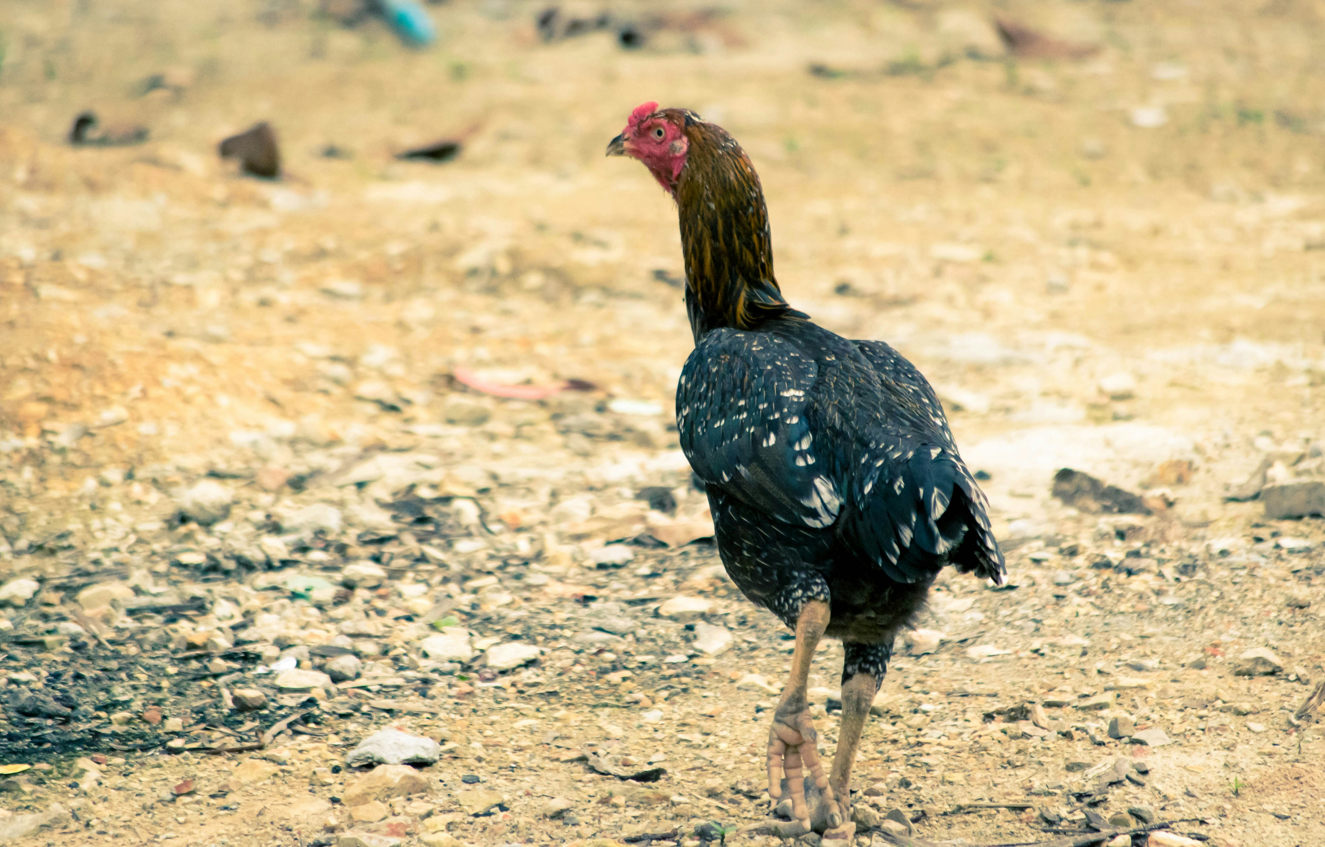 Red-Headed Hen on a Parched Gravel Plain