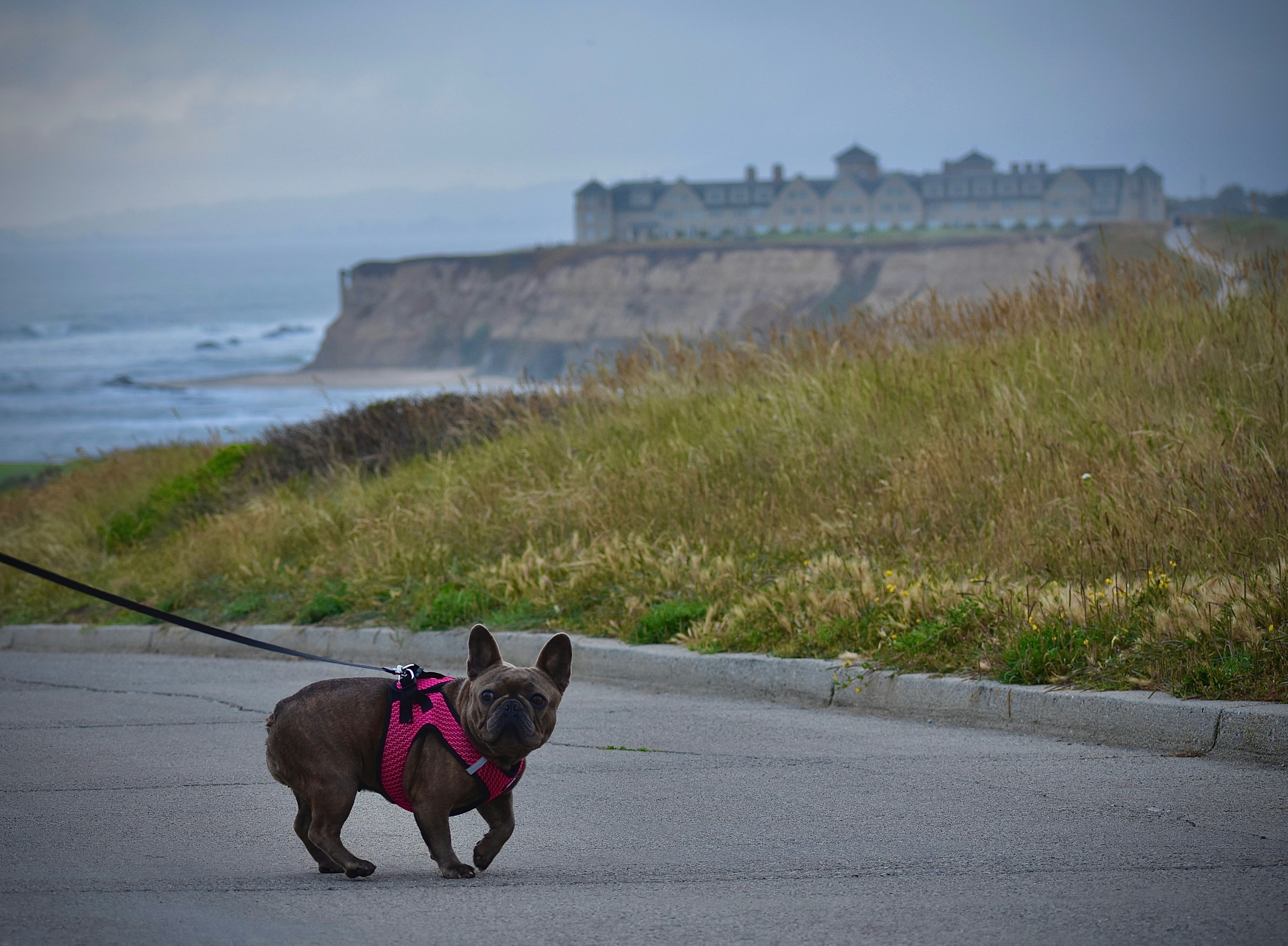 Coastal Stroll: French Bulldog in Pink Harness Beside a Cliffside Fortress
