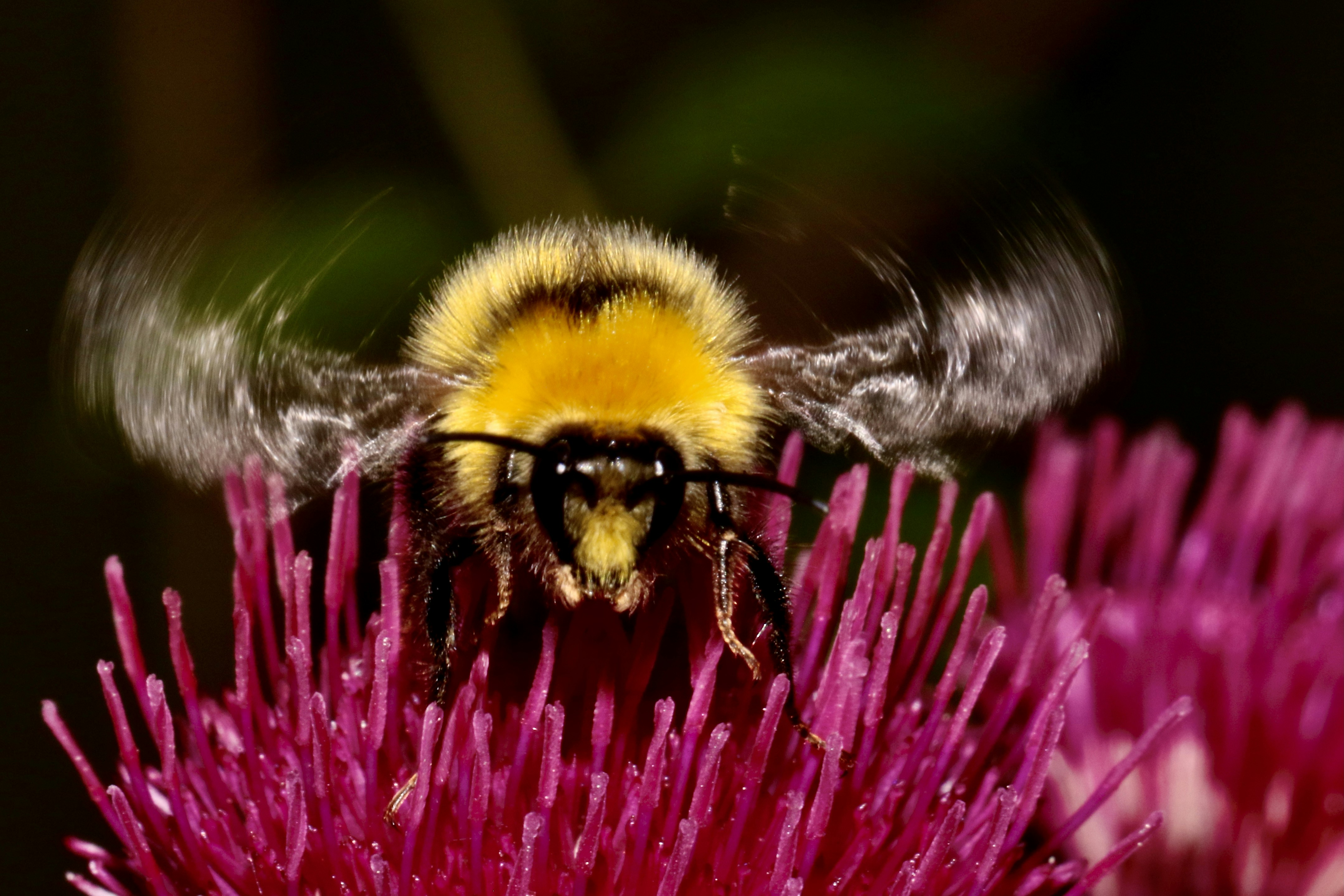 Hovering fury: a bumblebee brimming with pollen upon magenta thistle