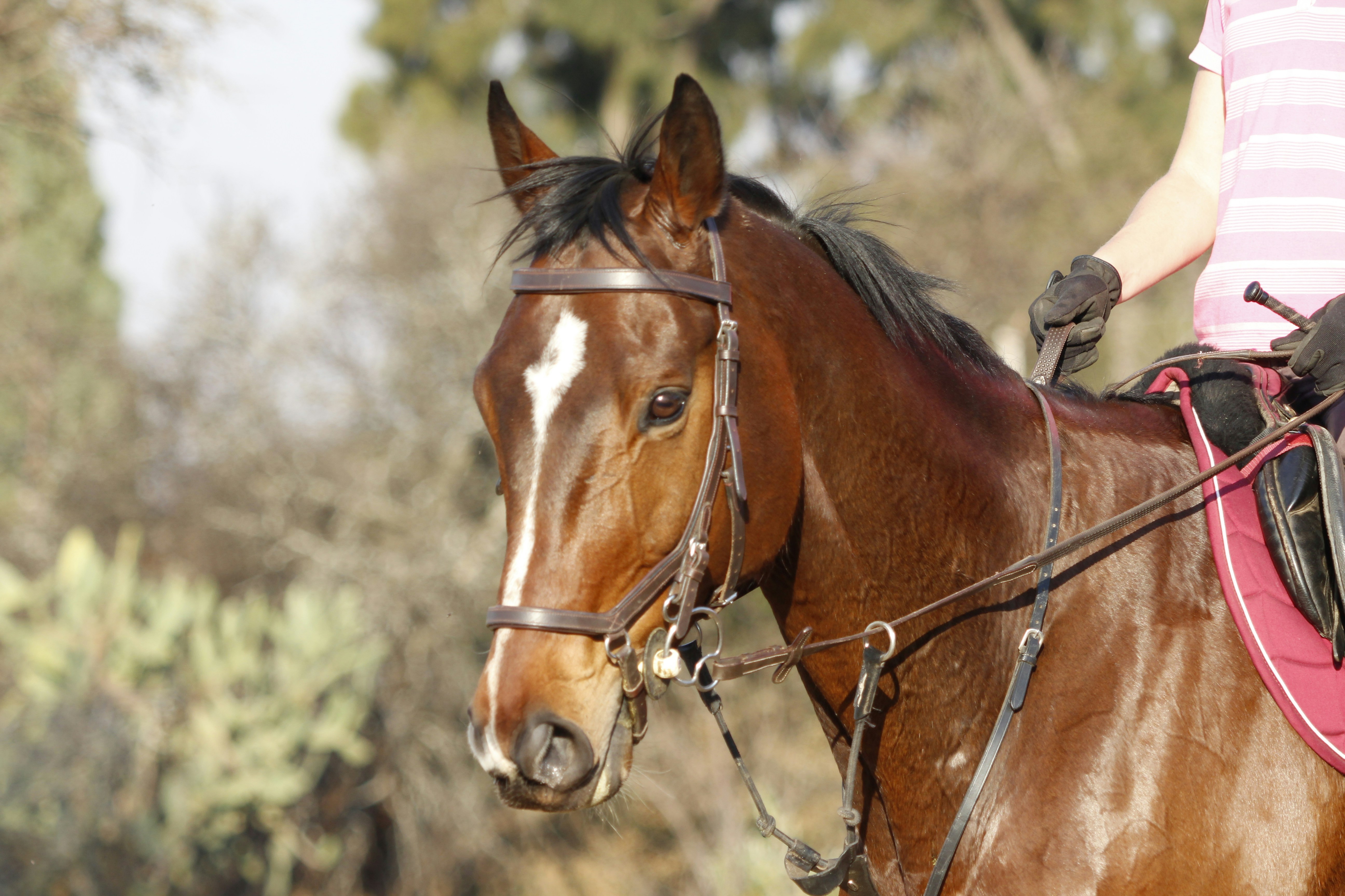 Chestnut Head in Sunlit Bridle: A Quiet Trail Moment
