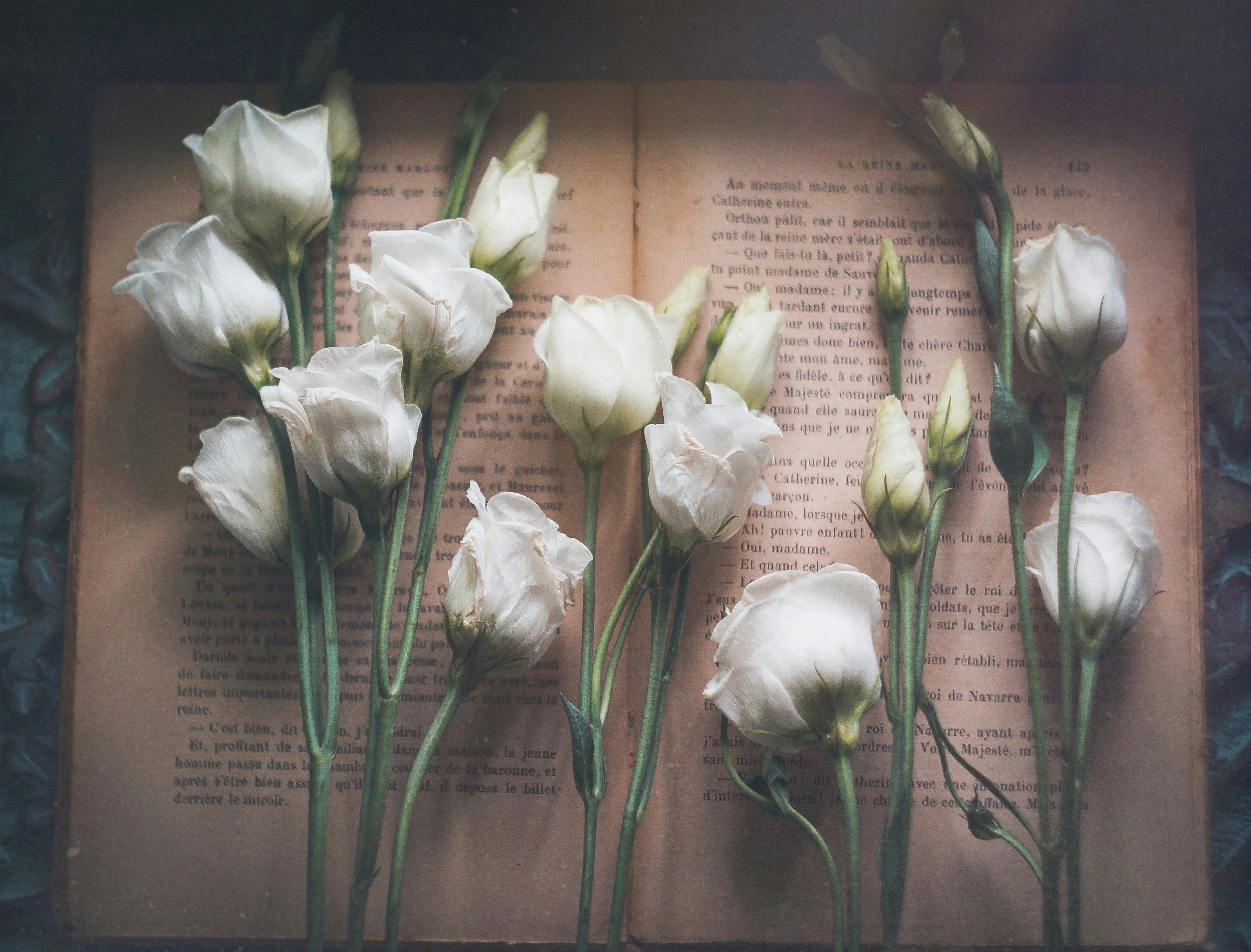 Delicate white roses arranged on an open vintage book, blending nature and literature harmoniously.