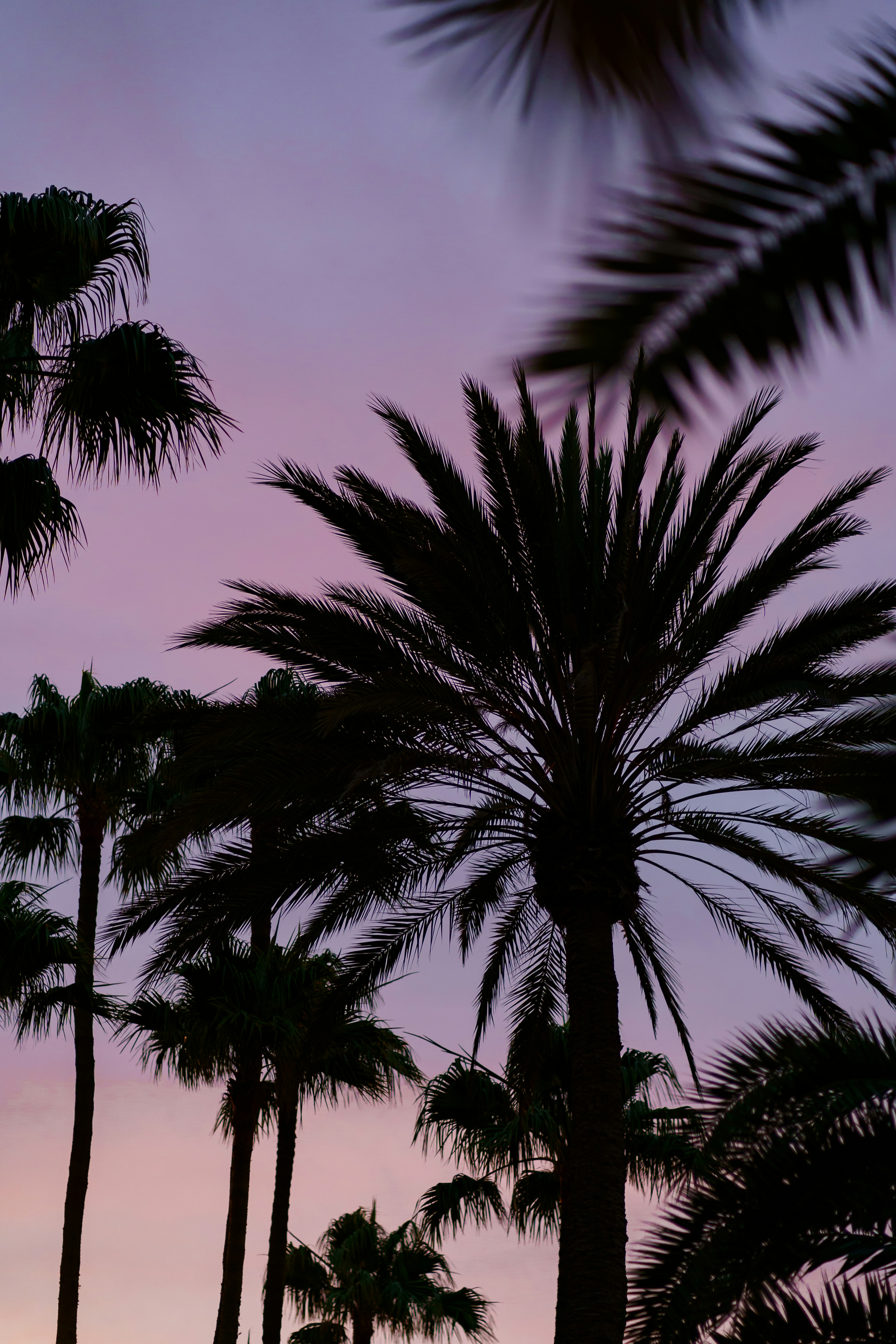900+ Palm Tree Background Images: Download HD Backgrounds on Unsplash