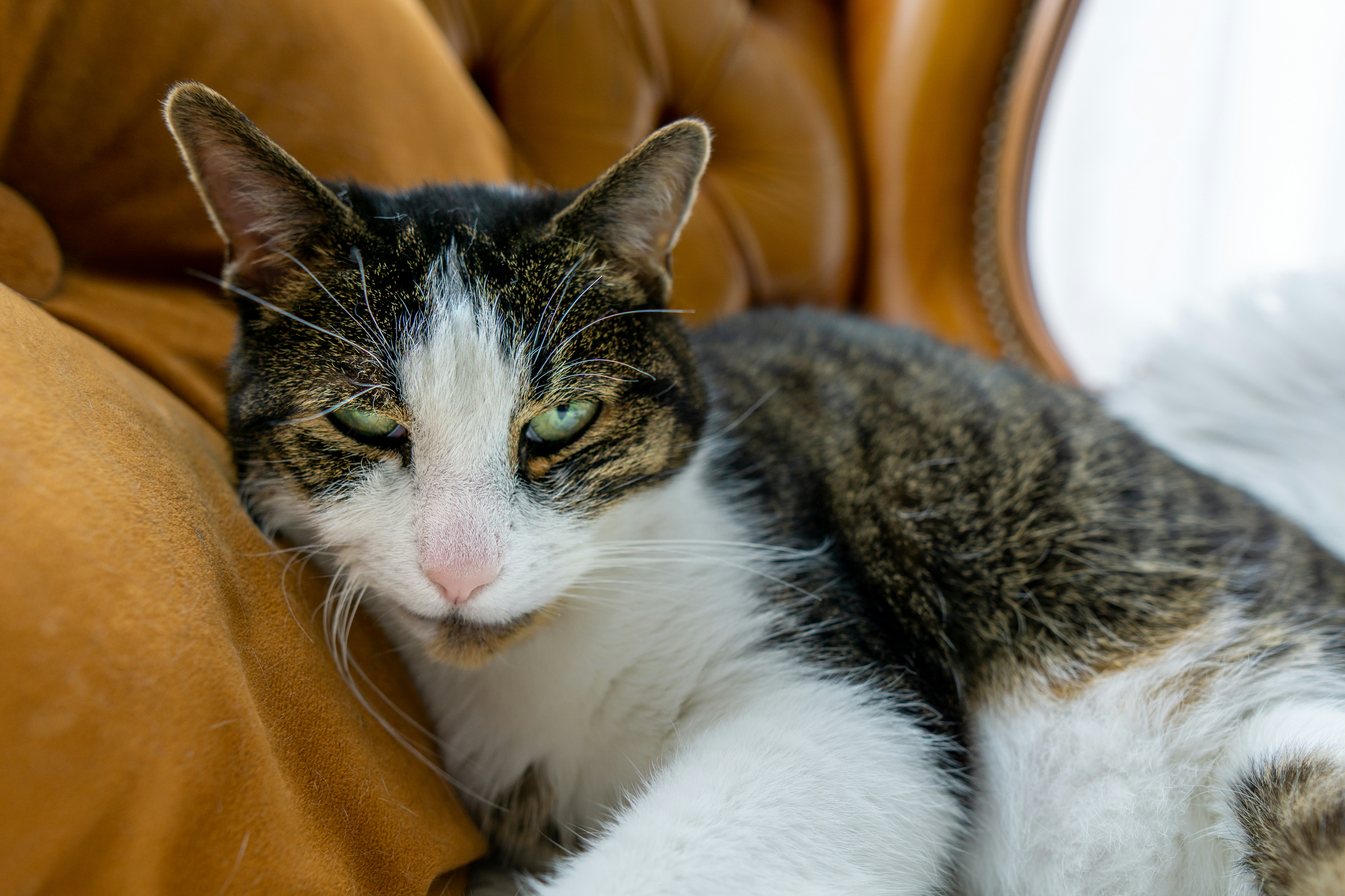 Tabby cat lounging on a plush, brown leather chair with a relaxed expression.