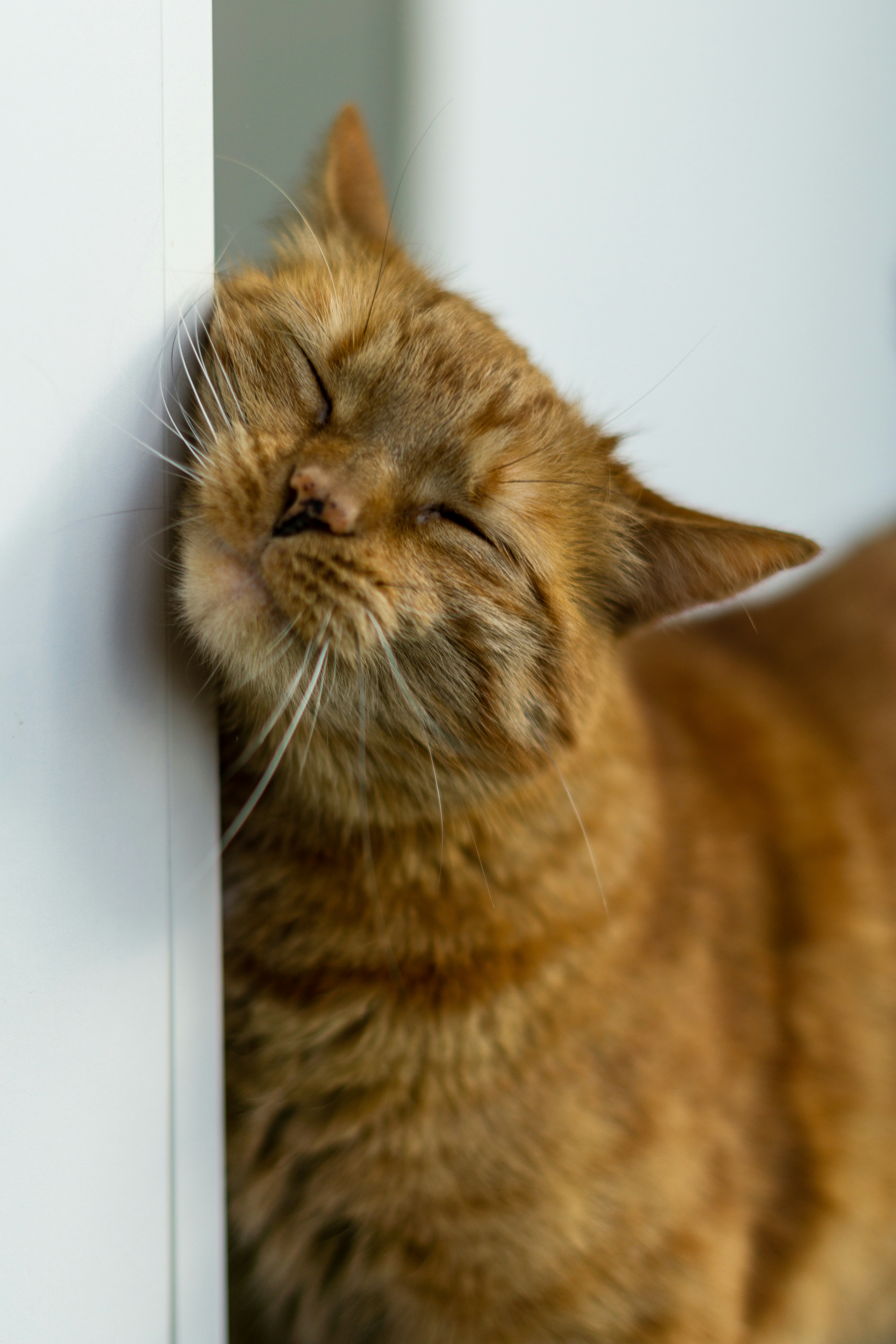 Whiskers of Contentment