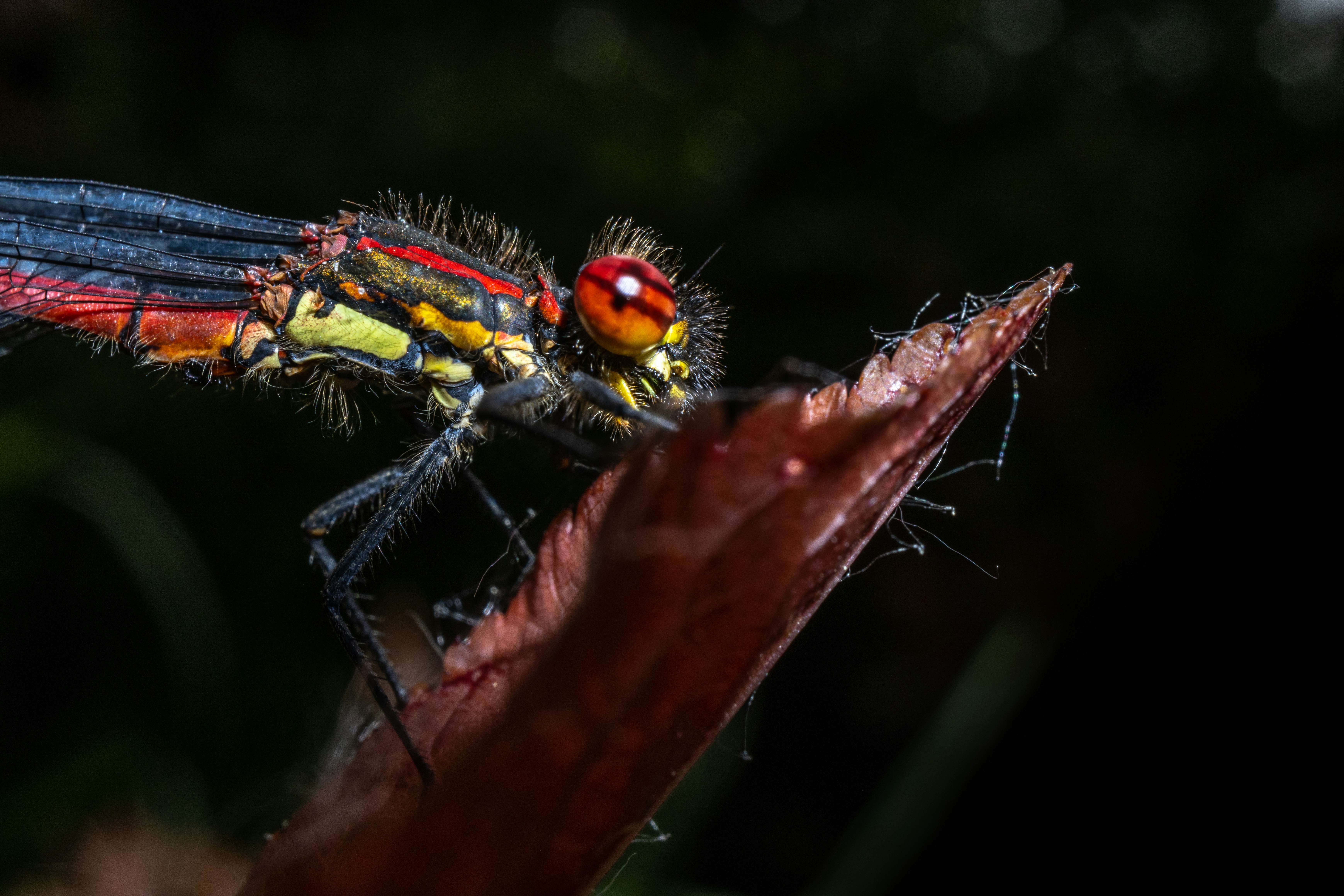A insect on a branch photo – Free Roding valley meadows Image on Unsplash