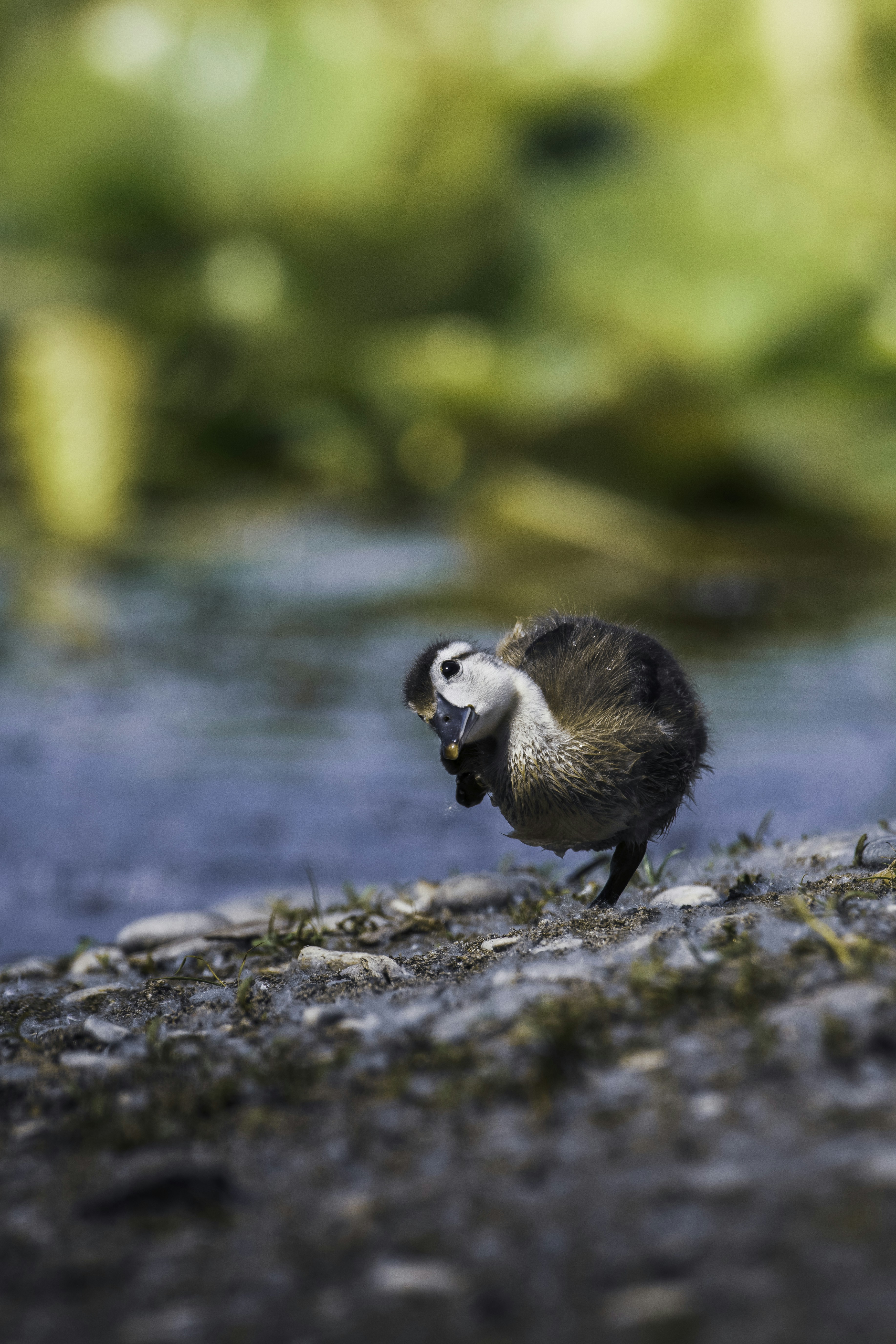 Wood duck duckling

Please tag @hyneseyes on Instagram for credit, thank you 