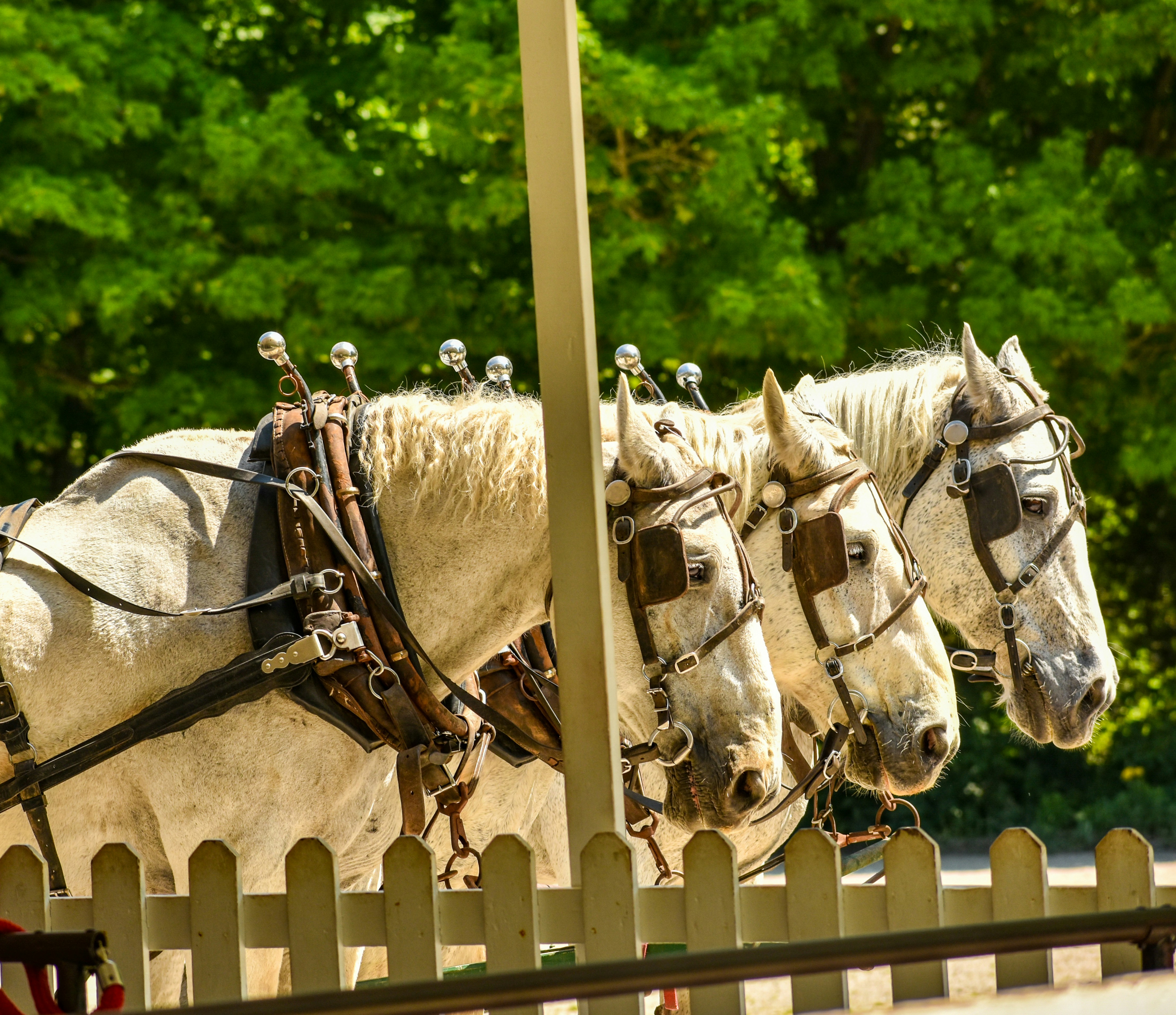 Three white horses adorned with harnesses stand side by side, framed by a wooden fence, with lush greenery in the background.