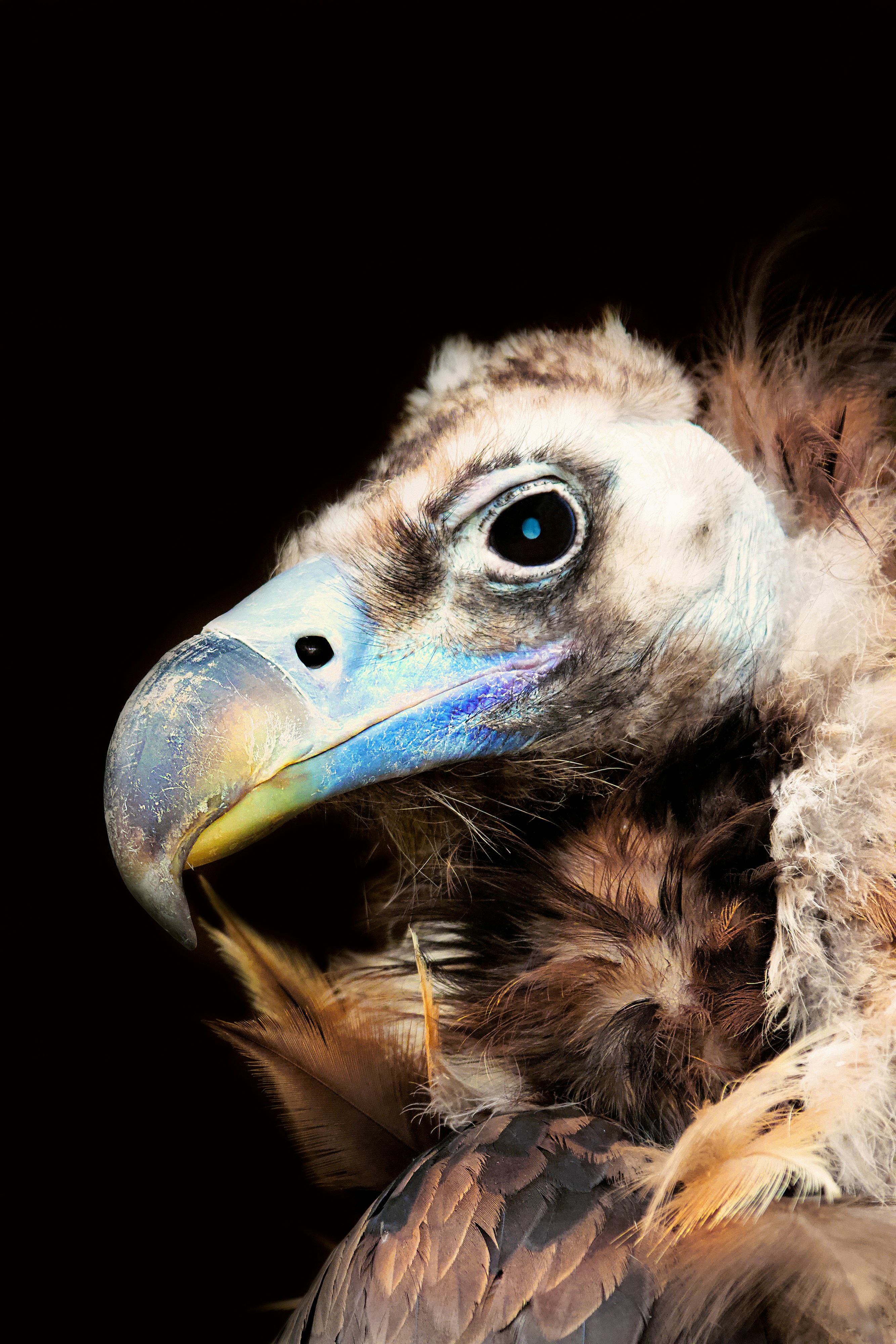 Vulture