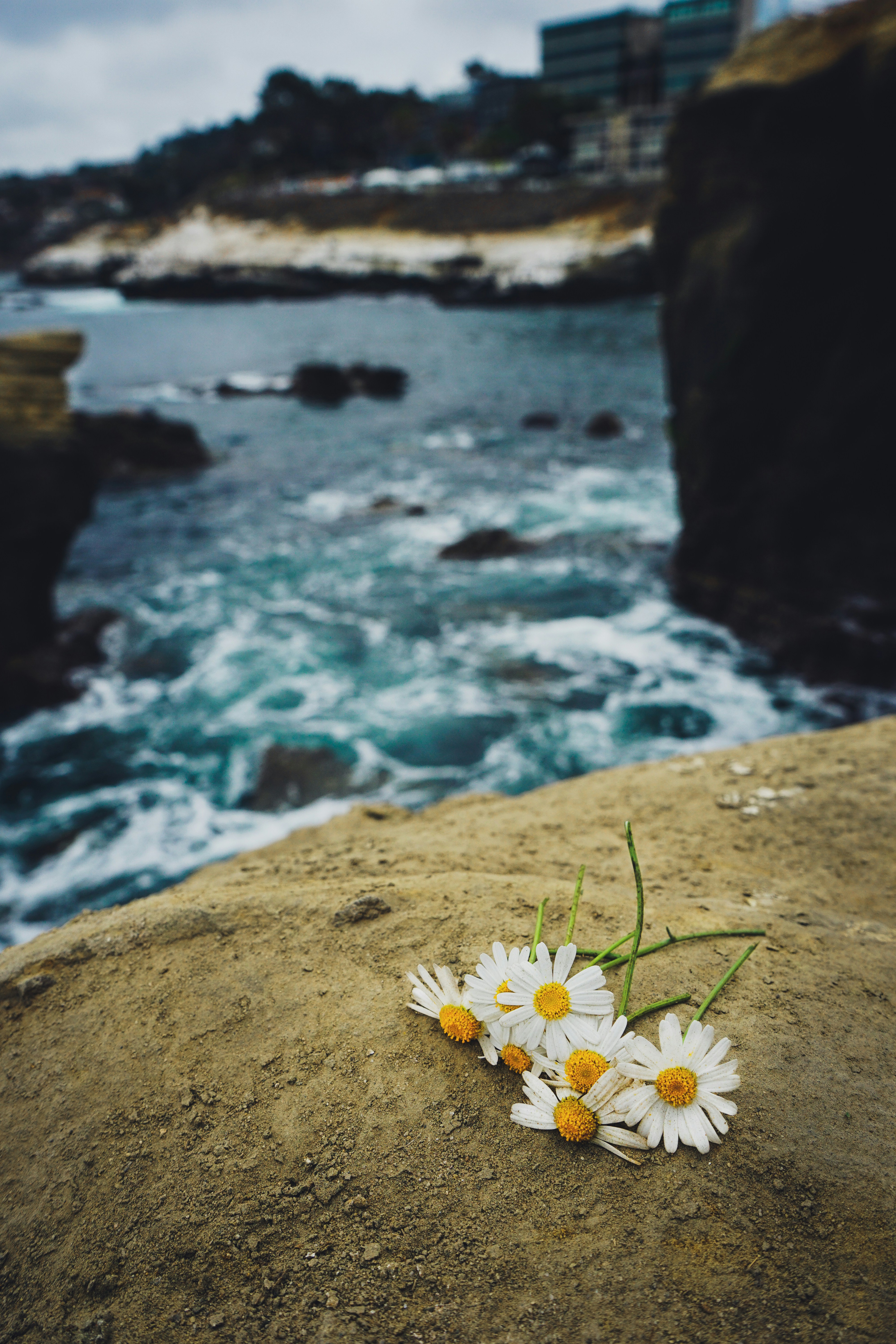 Daisies on a Weathered Cliff: Petals Against the Roaring Sea