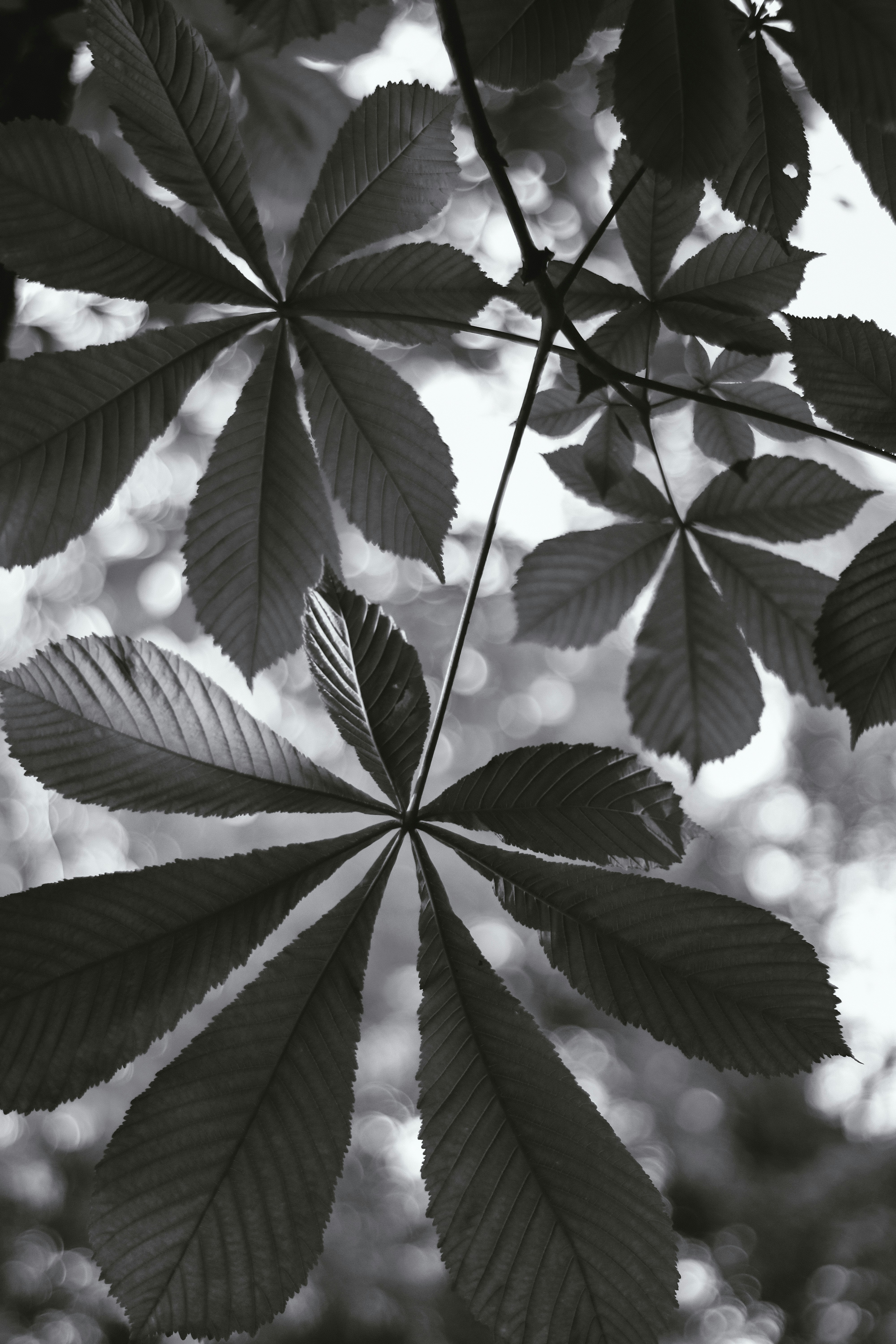 Radial Quietude: Monochrome Palmate Leaves Converging in Light