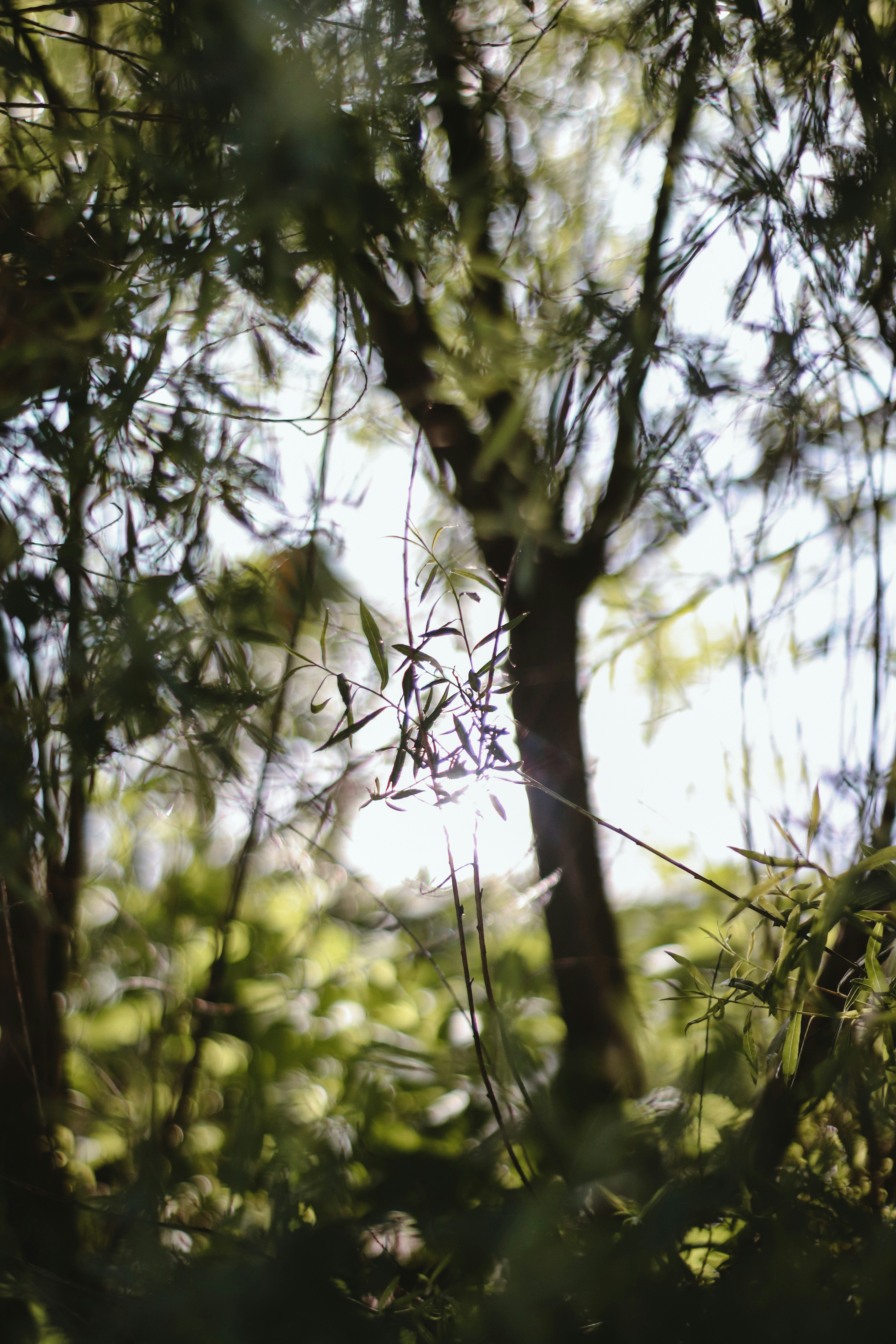 Backlit Threads of Green: A Forest Framed by Delicate Branches