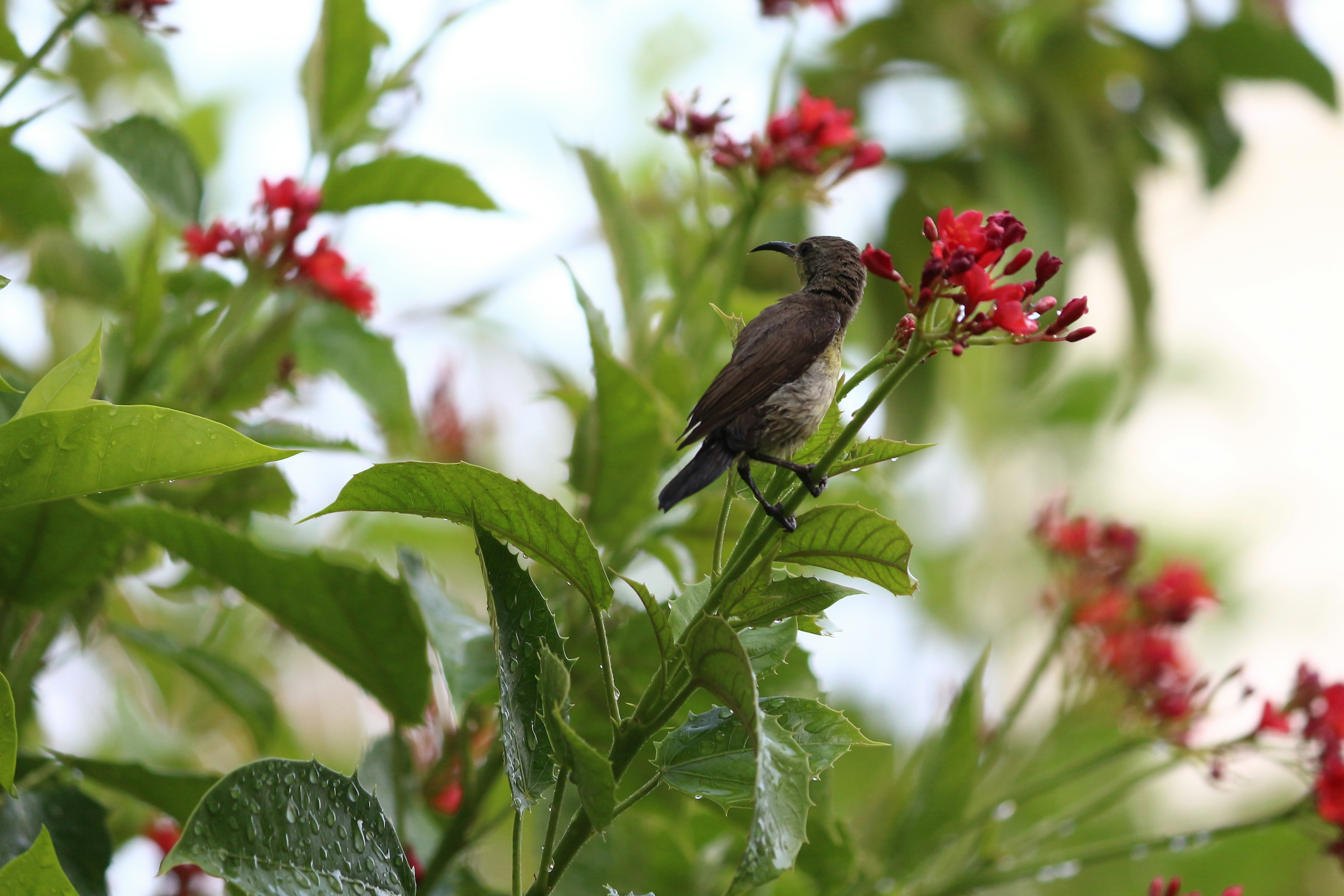 a bird sitting on a branch of a tree with red flowers