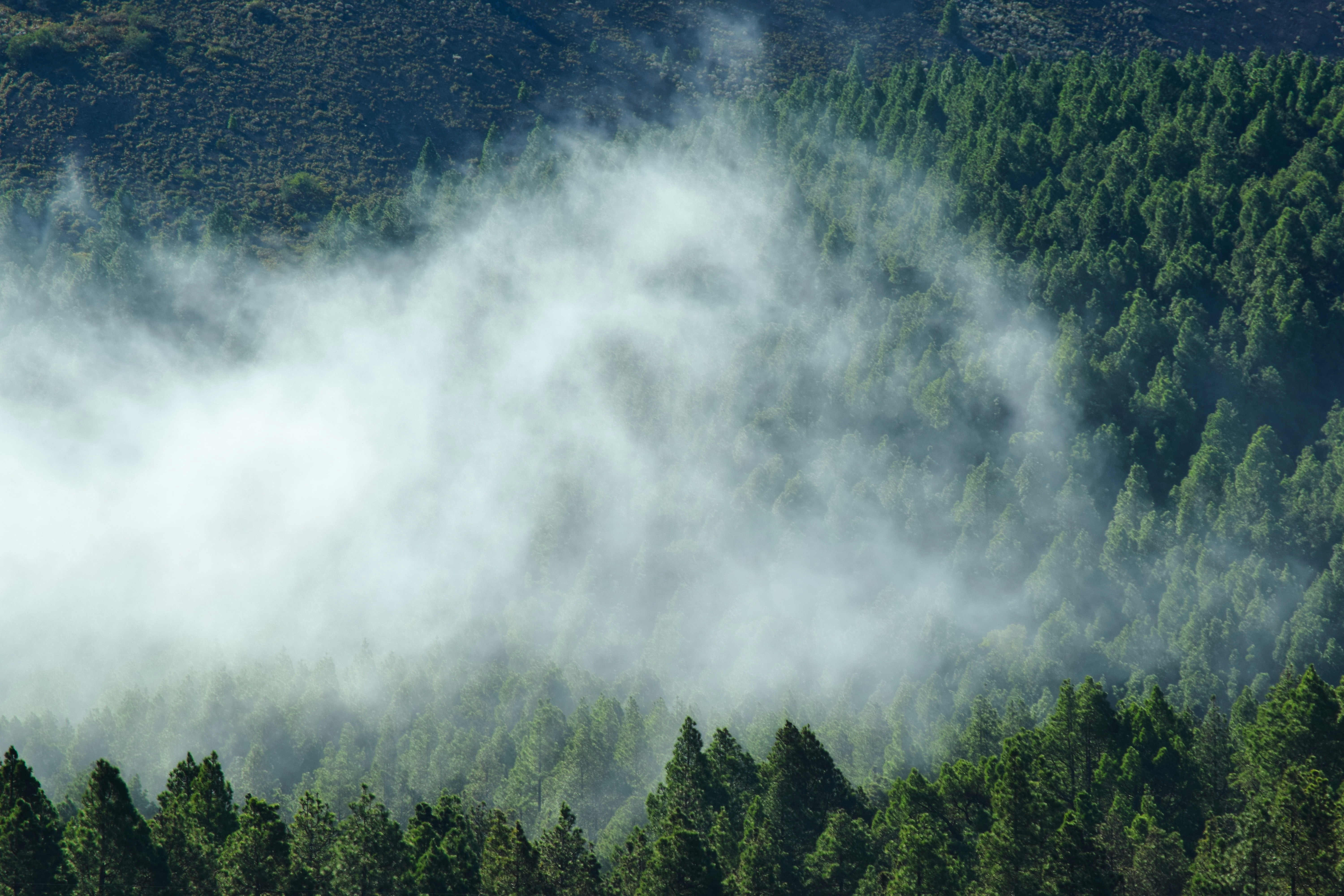 Mist Veil Over a Pine Ridge