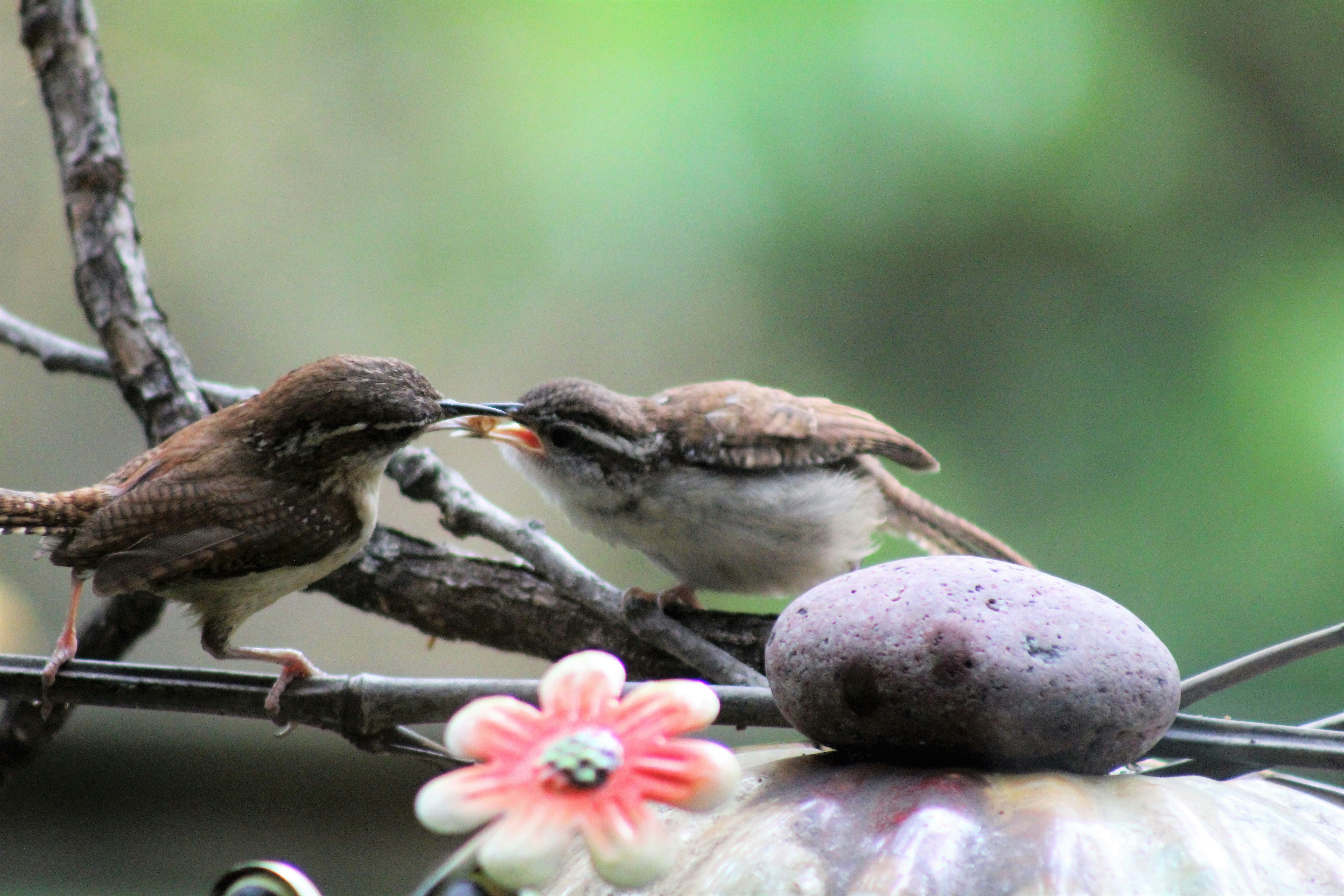 Feeding Moment: Two Hummingbirds in a Quiet Garden