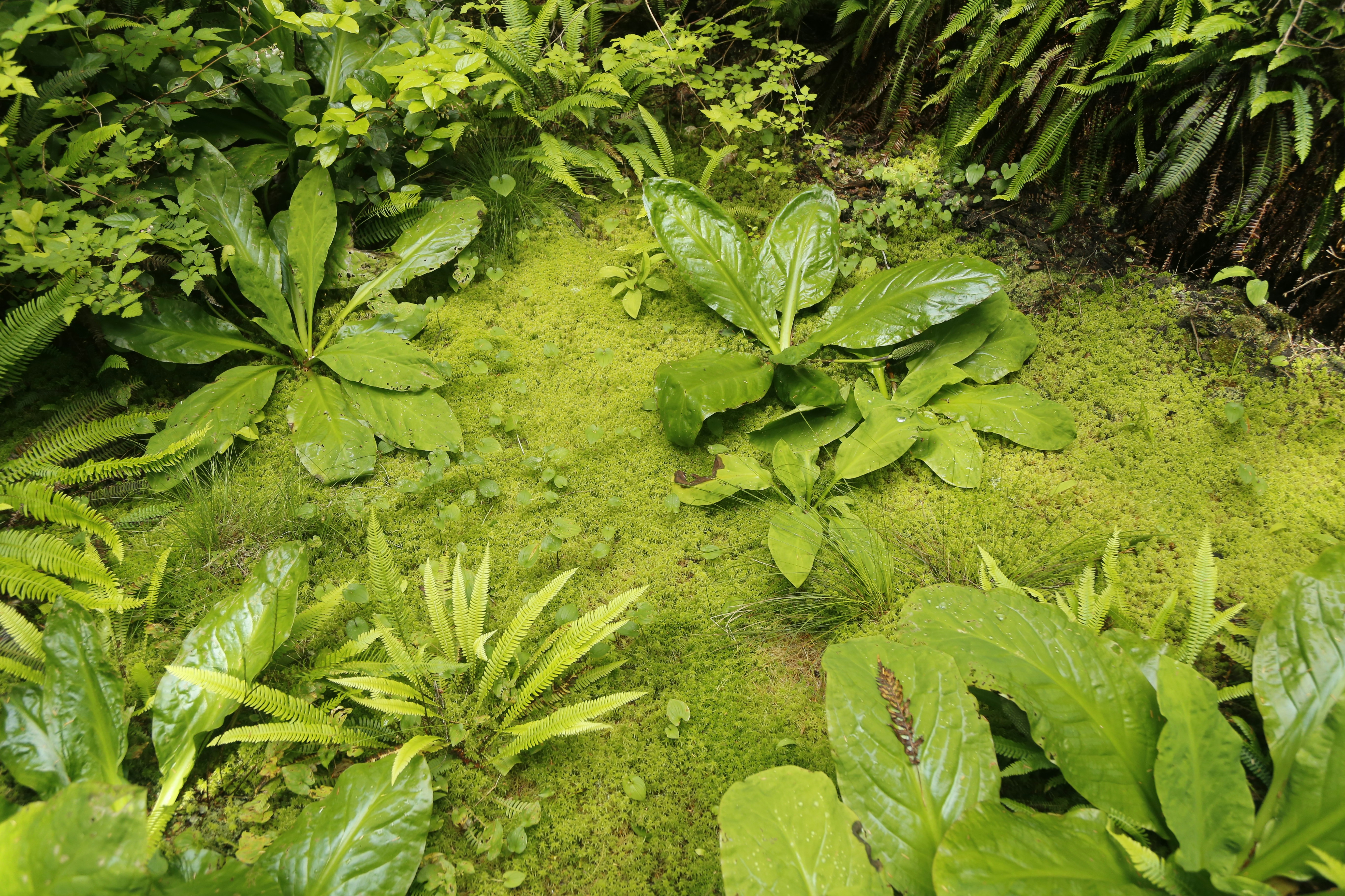 Ground-level Green Quilt: Moss Weaving Through a Quiet Garden Understory