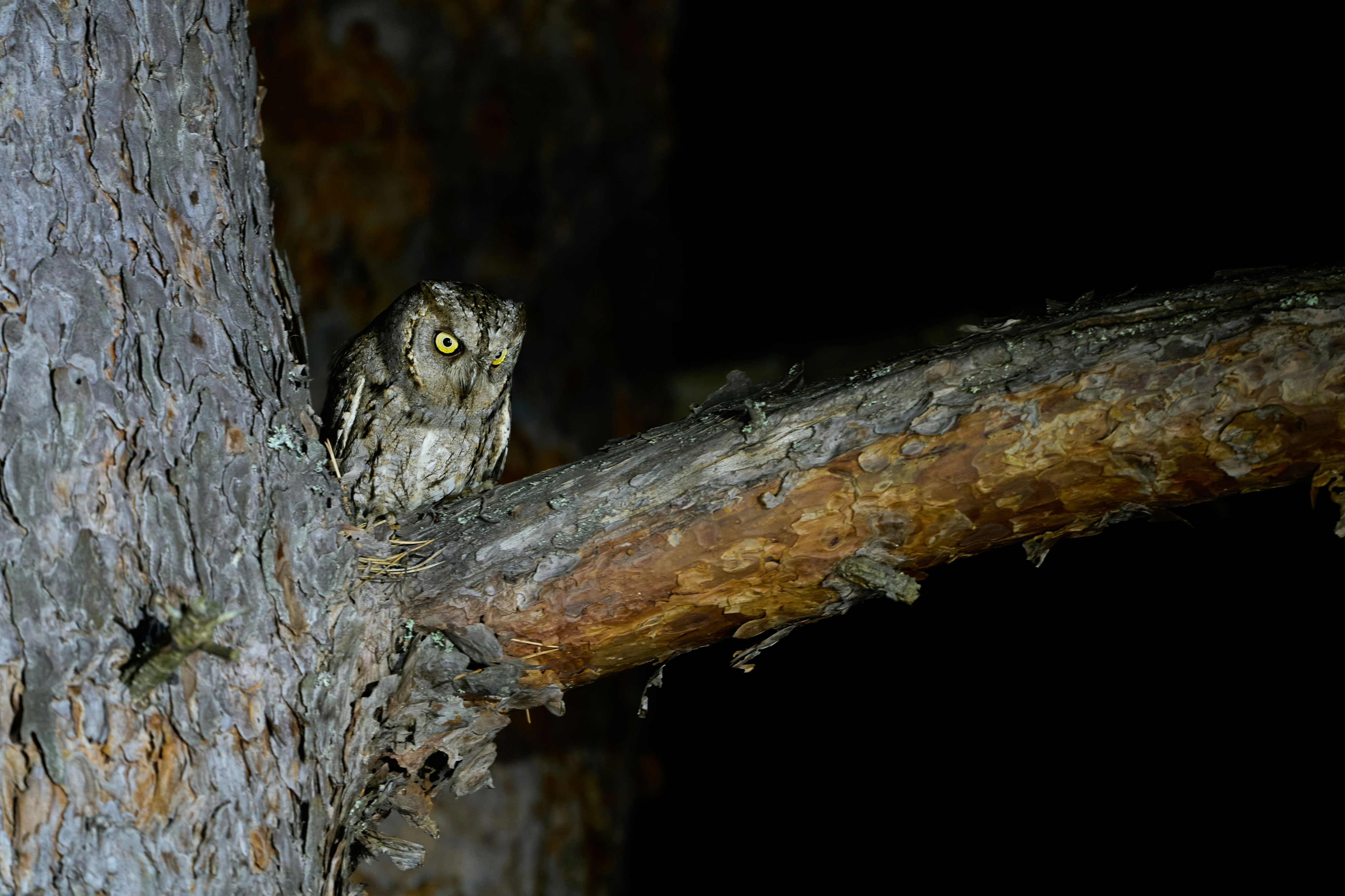 A small owl perched on a tree branch, illuminated softly against a dark background, showcasing its keen gaze and intricate feather patterns.