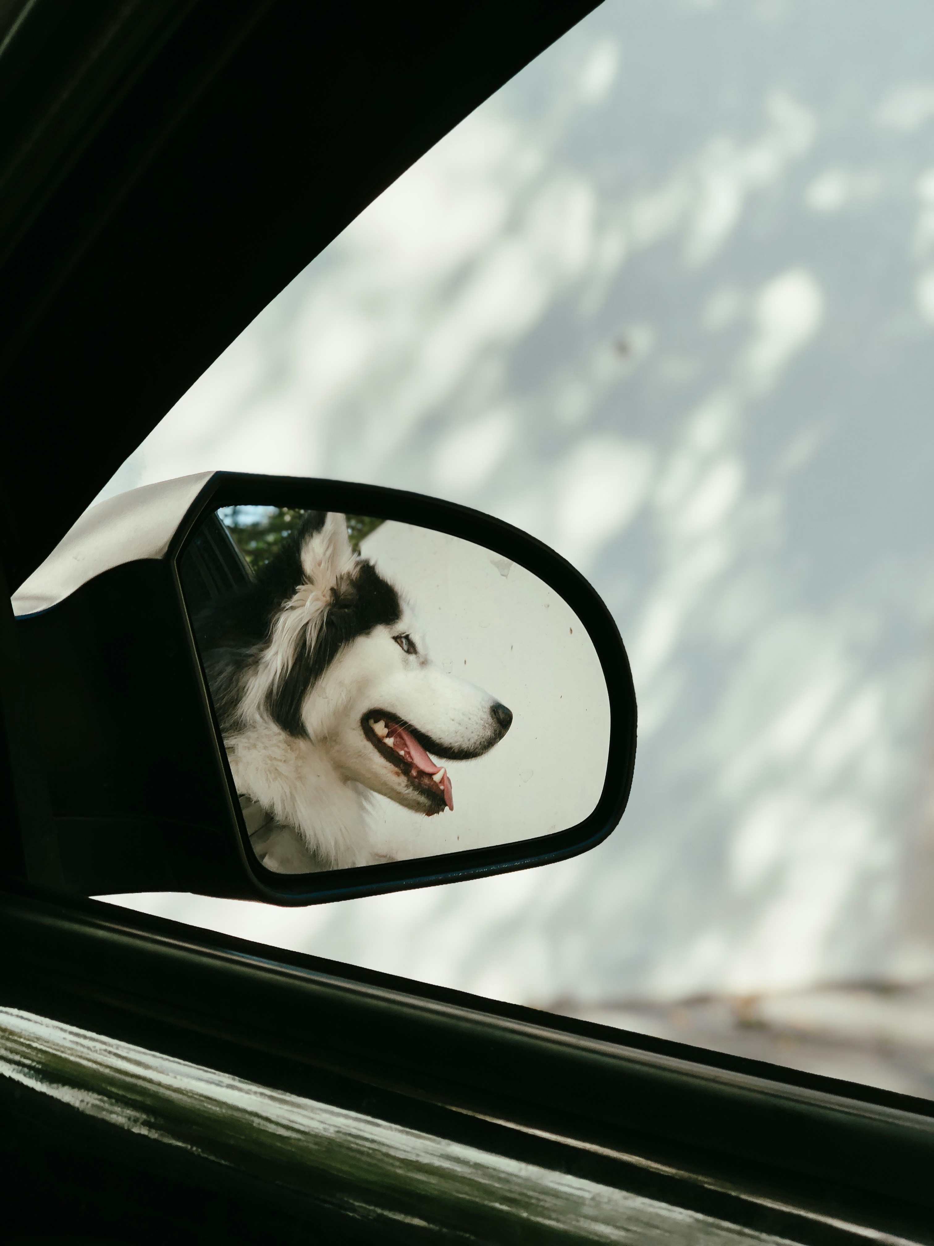 Husky in the Side Mirror: A Drive-By Portrait