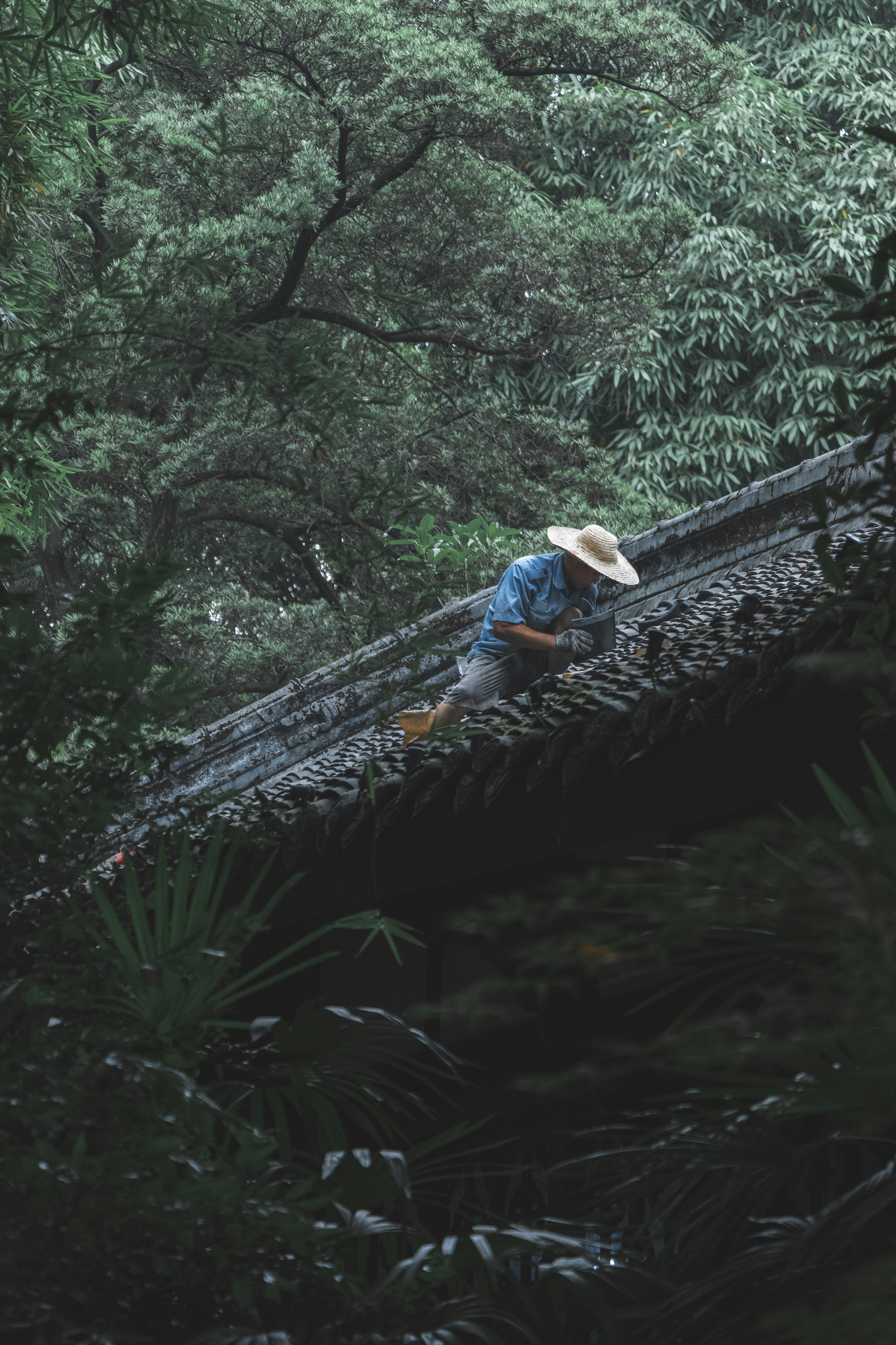 Blue Shirt on a Mossy Roof: A Quiet Climb Through Forest Light