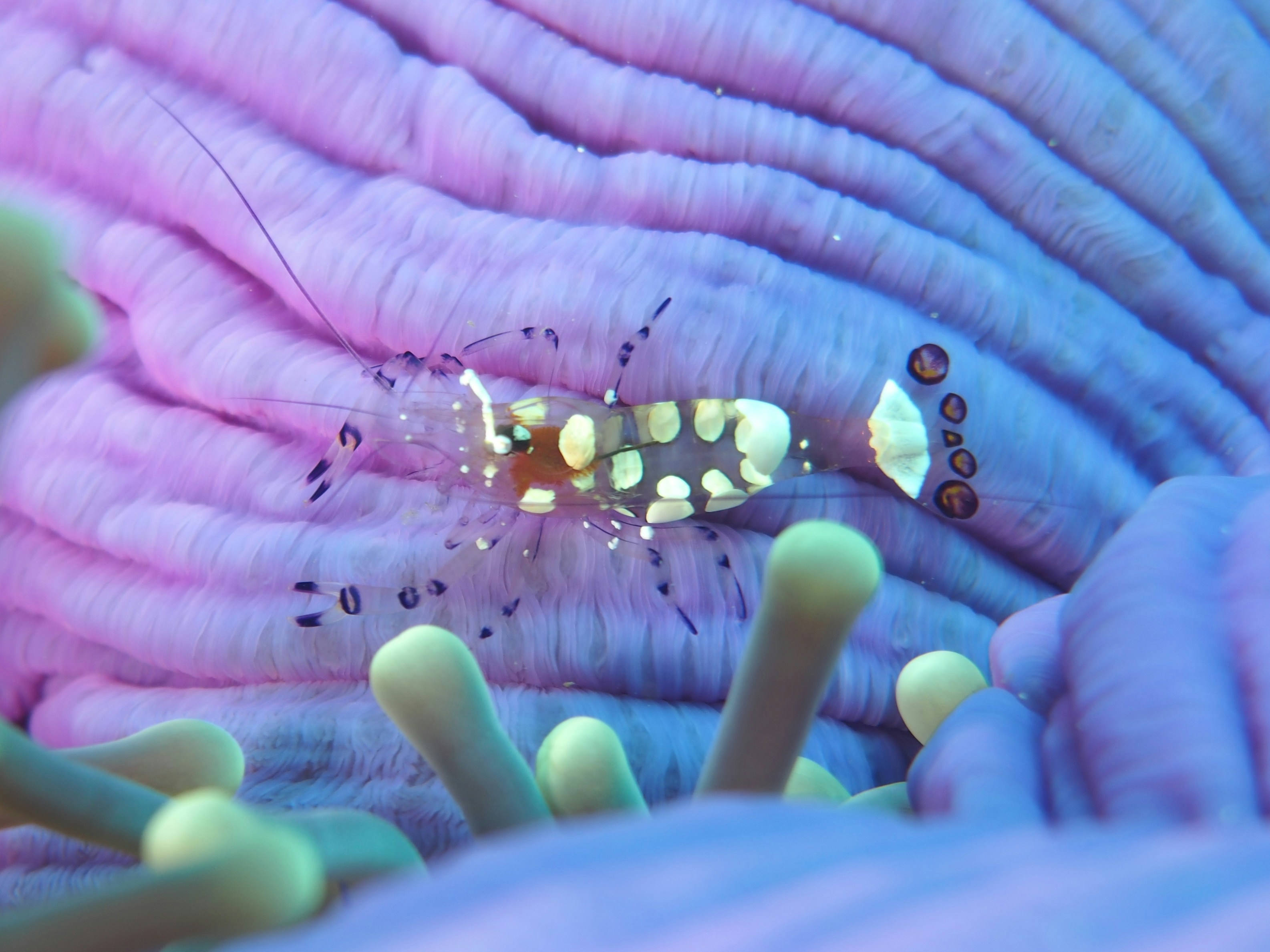 Mariposa blanca y negra en mano humana foto – Imagen de Animal gratuita ...