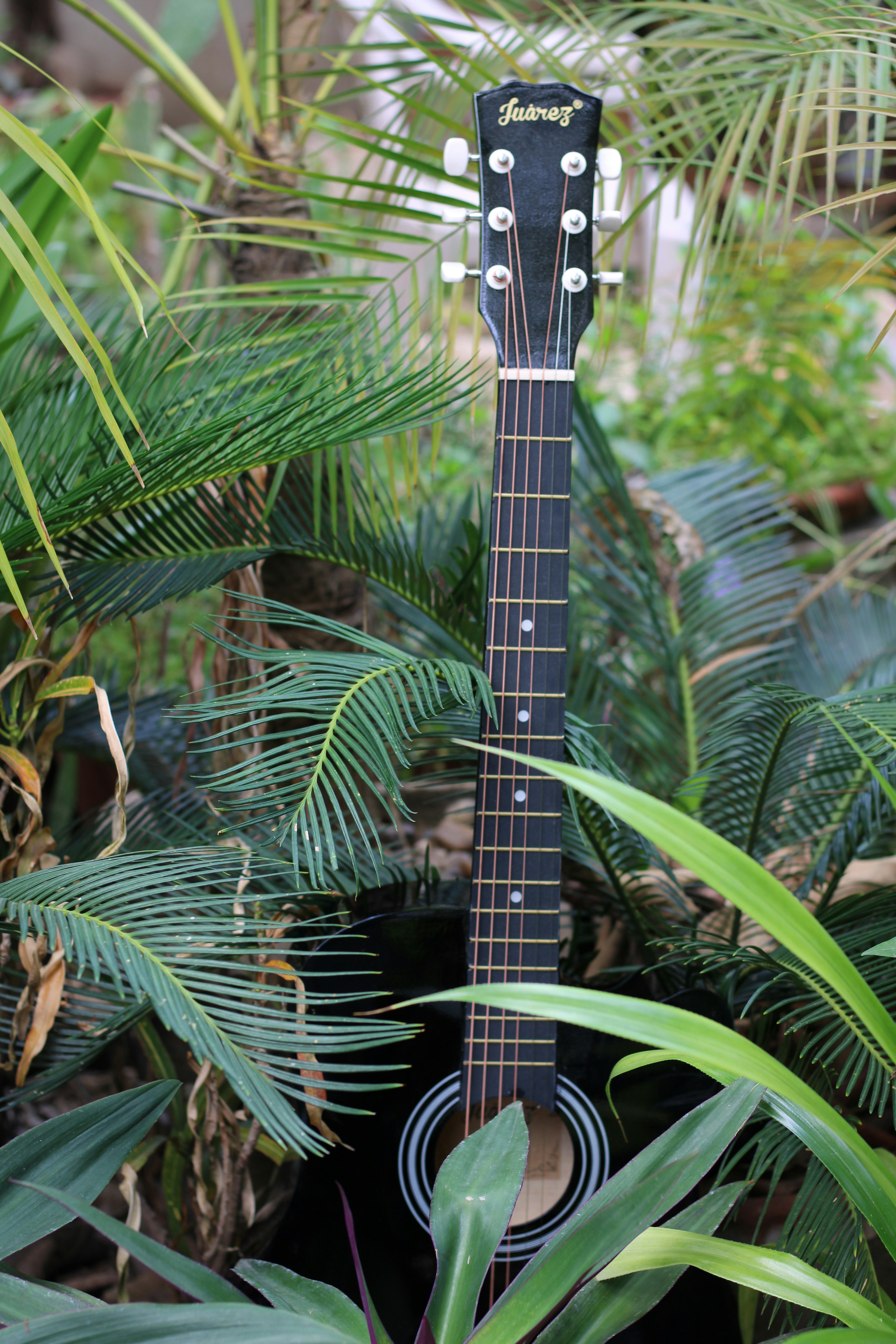 A Juarez guitar nestled among vibrant green foliage, highlighting the contrast between musical artistry and nature's beauty.