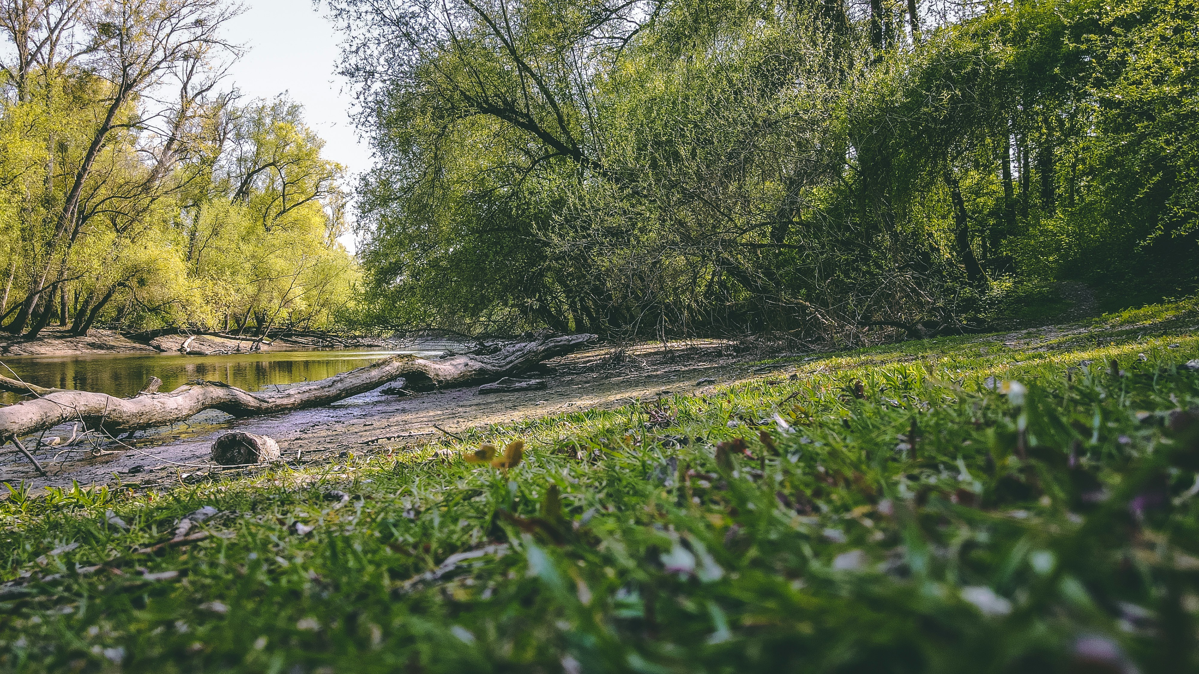 green grass field and trees during daytime