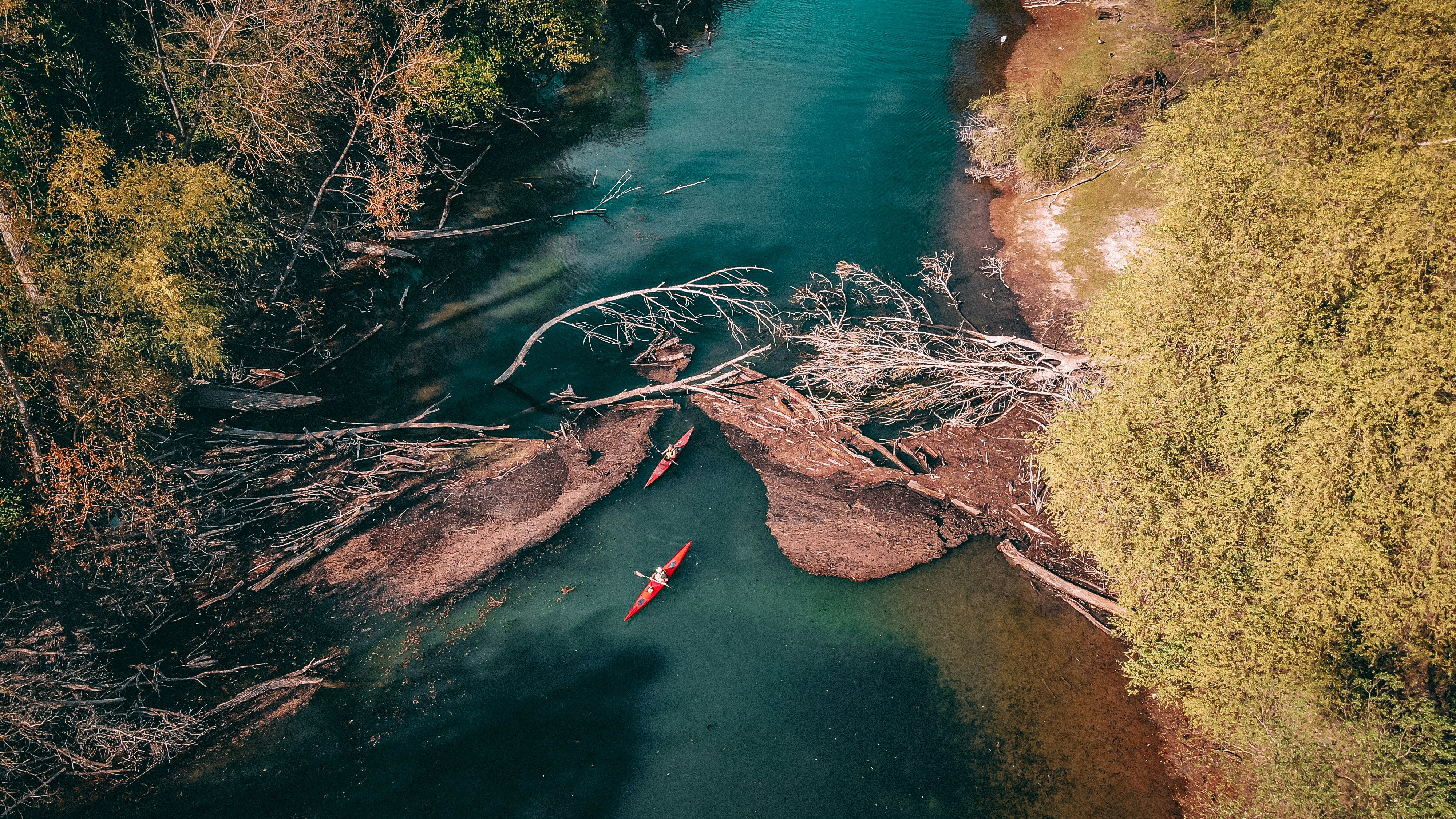 Turquoise Crossing: Fallen-Log Bridge Spanning a Quiet River