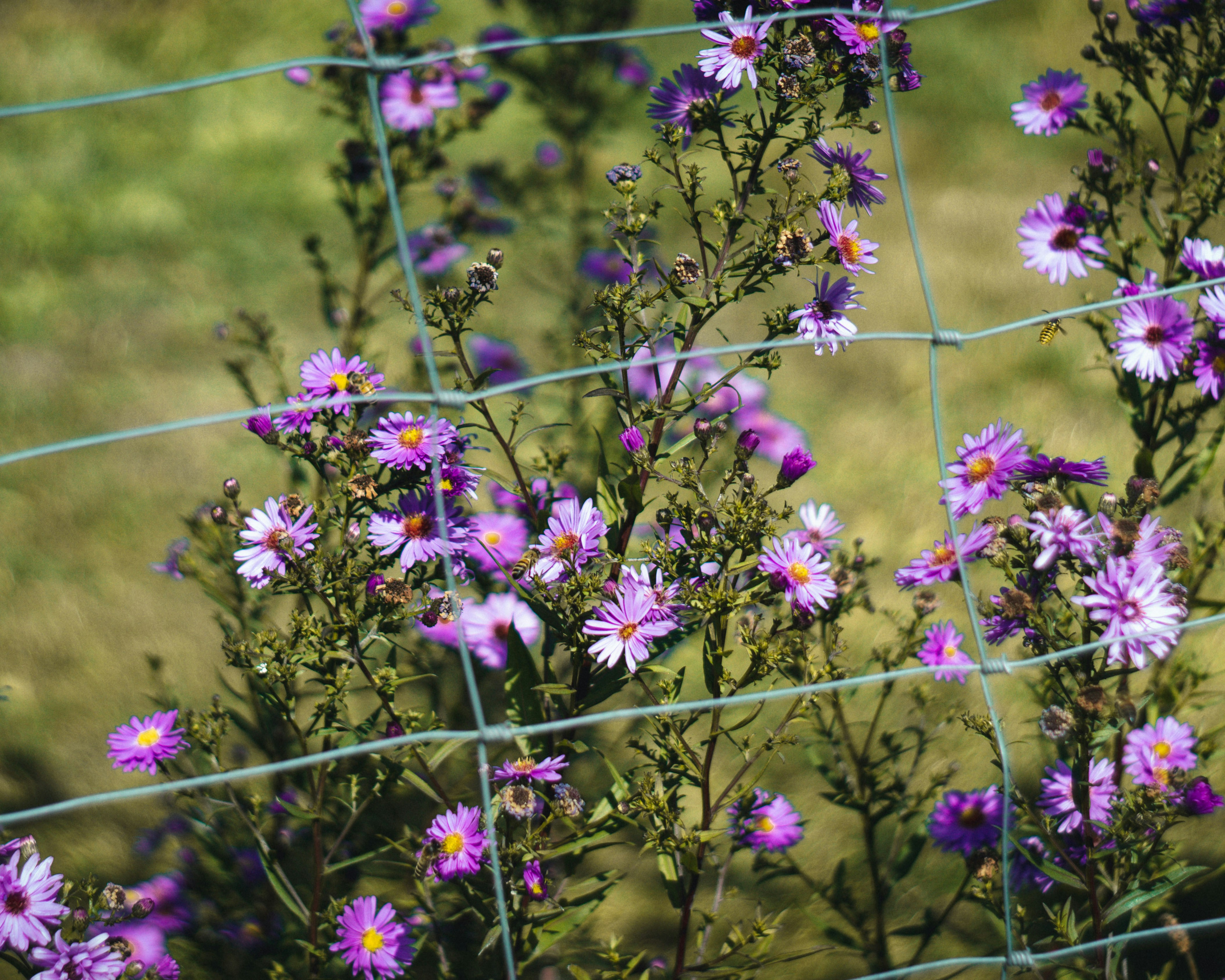 Patchwork of Violet Blooms Behind a Woven Fence