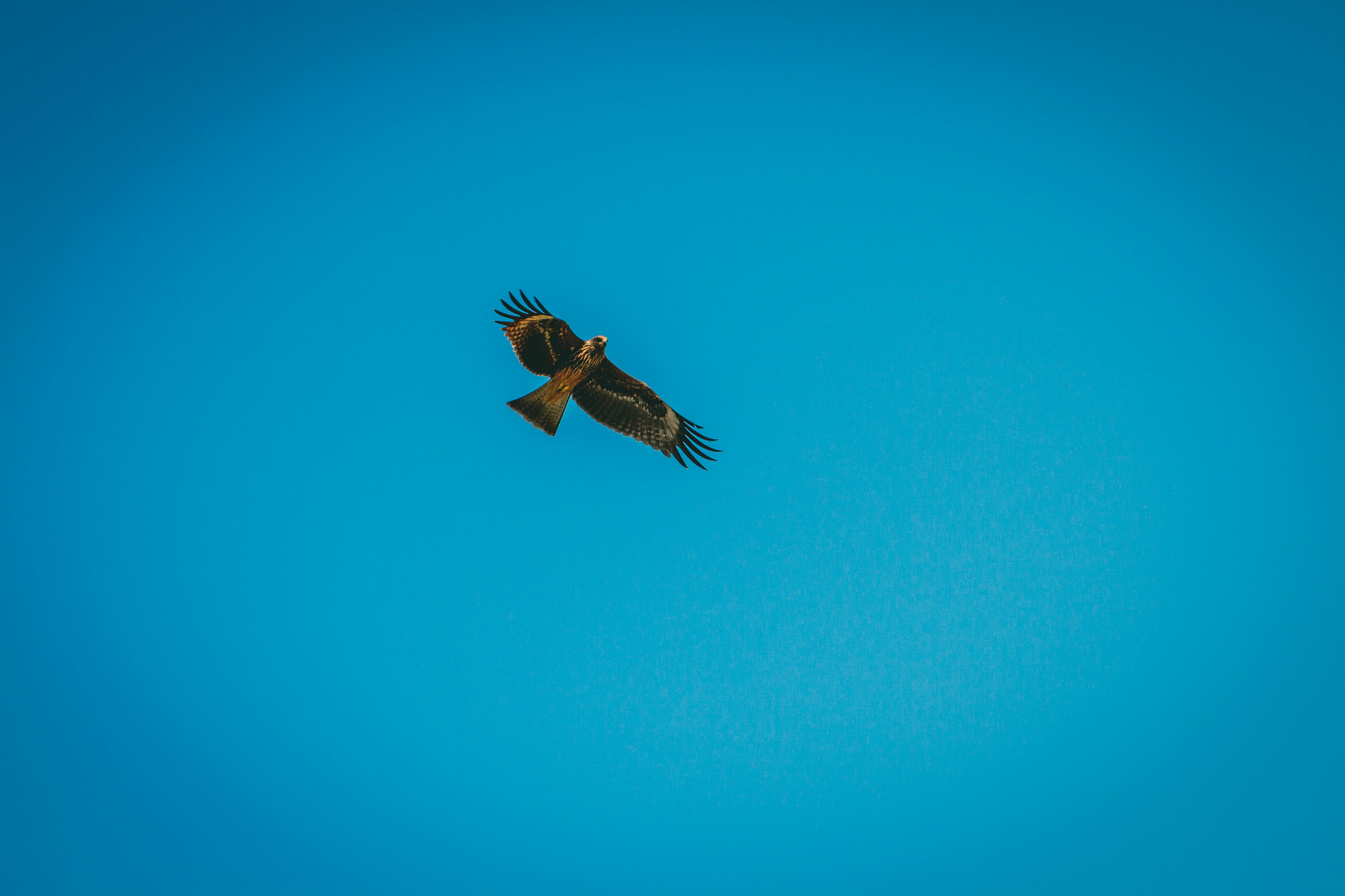 Soaring Ringed Hawk Against a Cerulean Sky