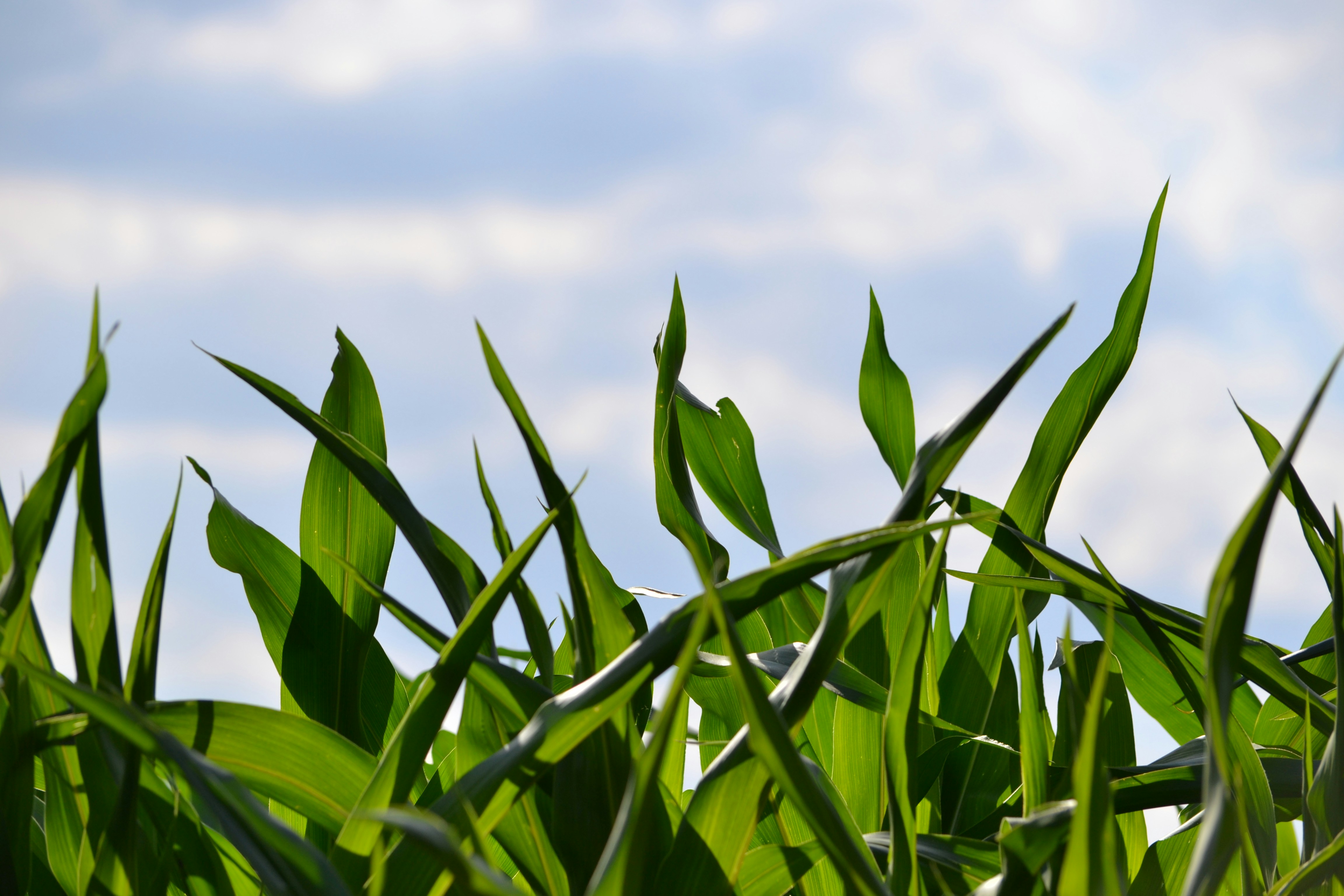 Vibrant green corn leaves sway gently against a backdrop of soft clouds, illustrating the serene beauty of nature's growth.