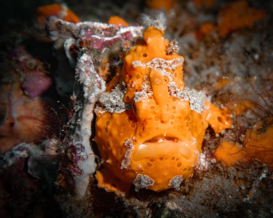 Bright orange frogfish blending into a reef covered with algae and encrusting growth. The fish faces forward with its mouth slightly open amid a dark underwater background.