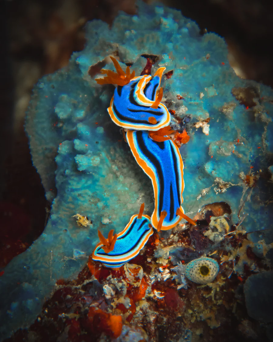 Two vividly striped nudibranchs crawl over a blue reef sponge and rocky substrate. Small marine growths and dark surrounding water frame the colorful sea slugs.