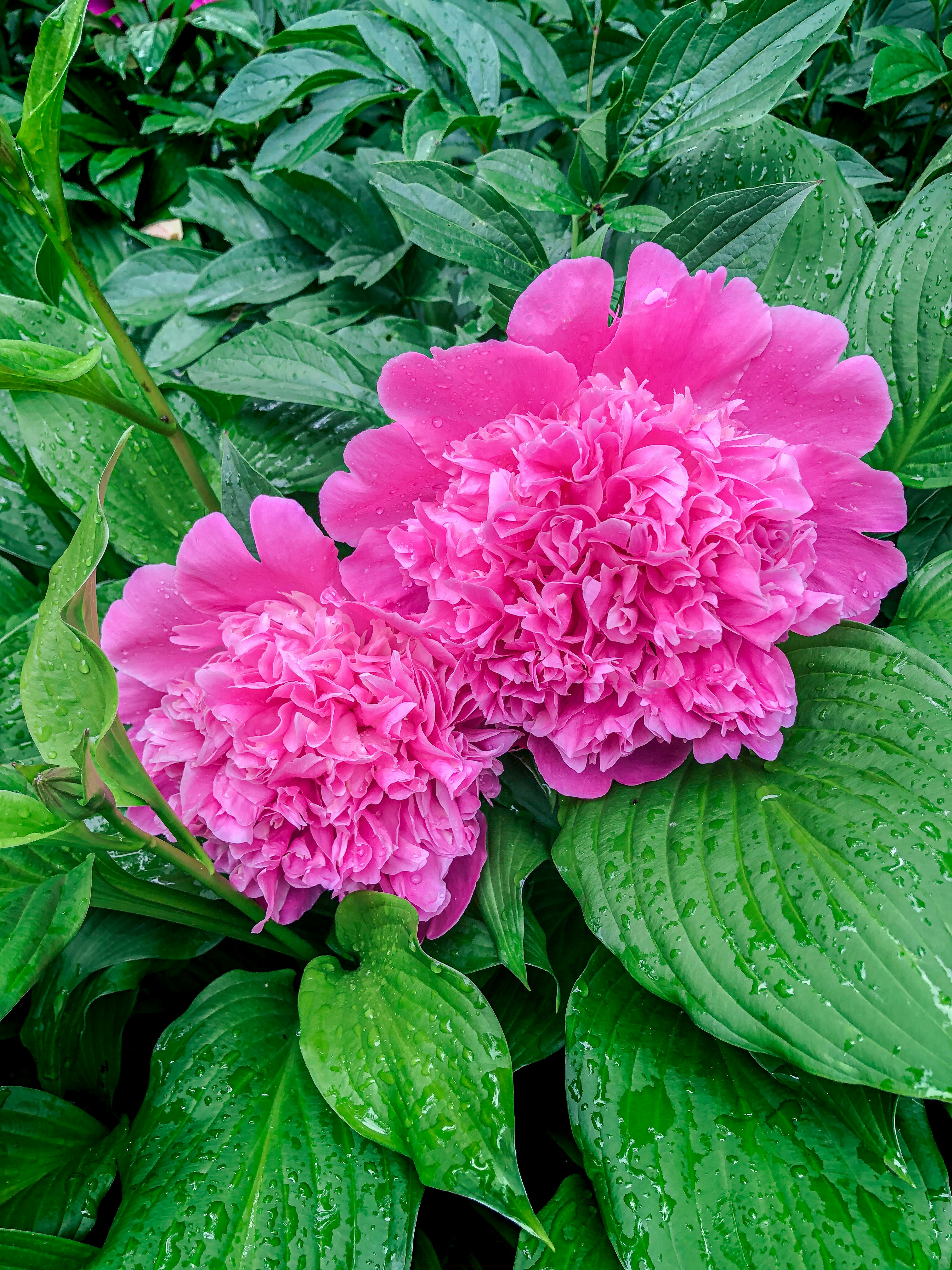 Two pink flowers with green leaves in the background photo – Free ...