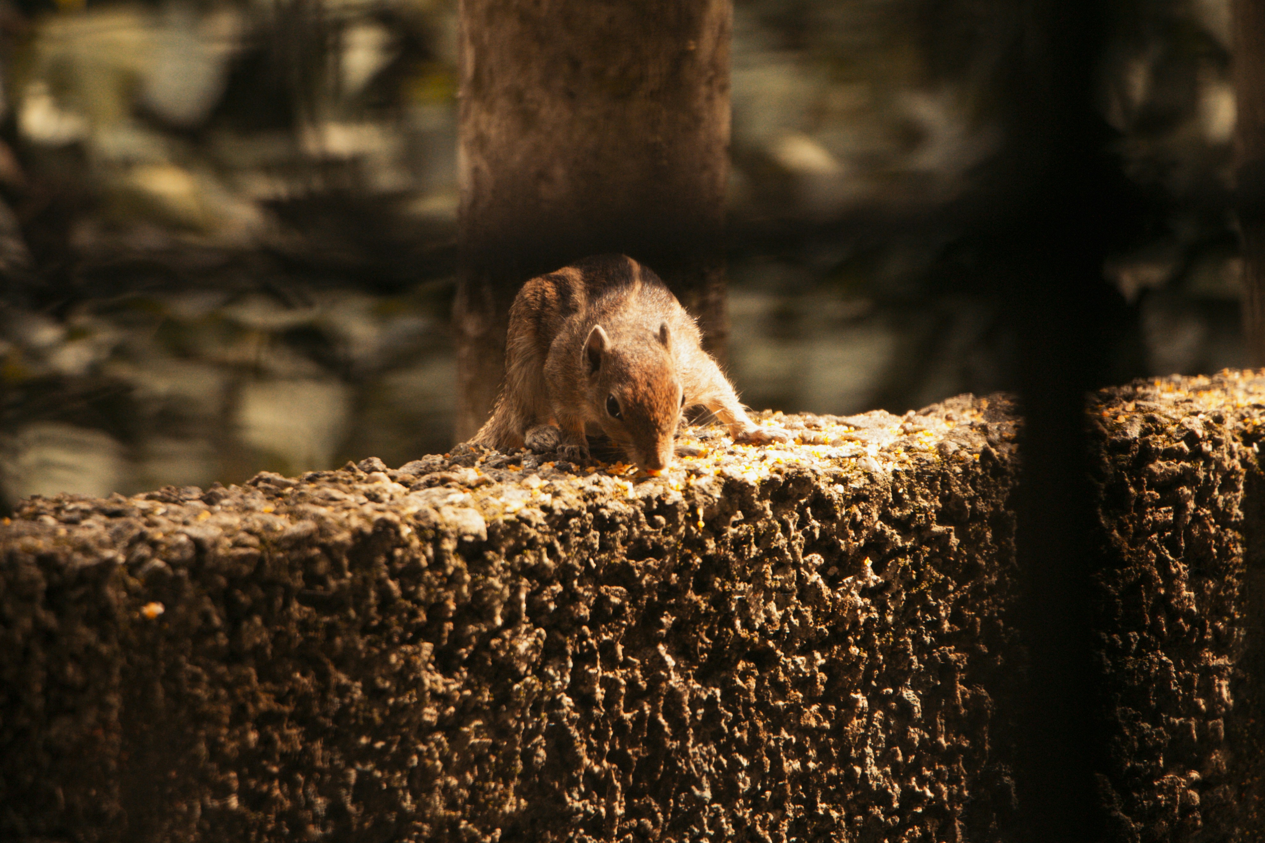 Sunlit Pause on Cracked Bark: A Squirrel's Quiet Perch