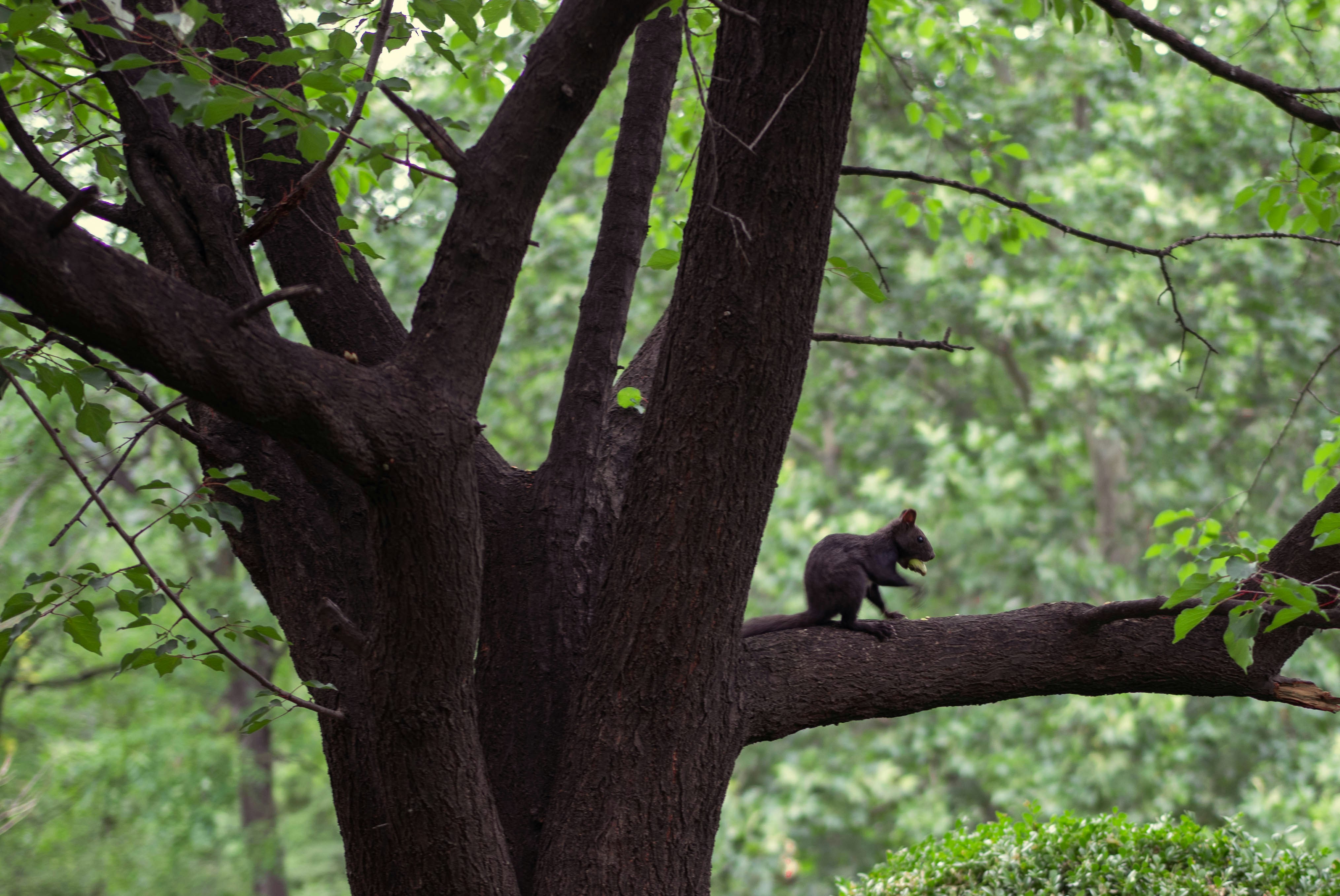 Perched Contrast: Black Squirrel on a Broad Branch in a Sunlit Forest