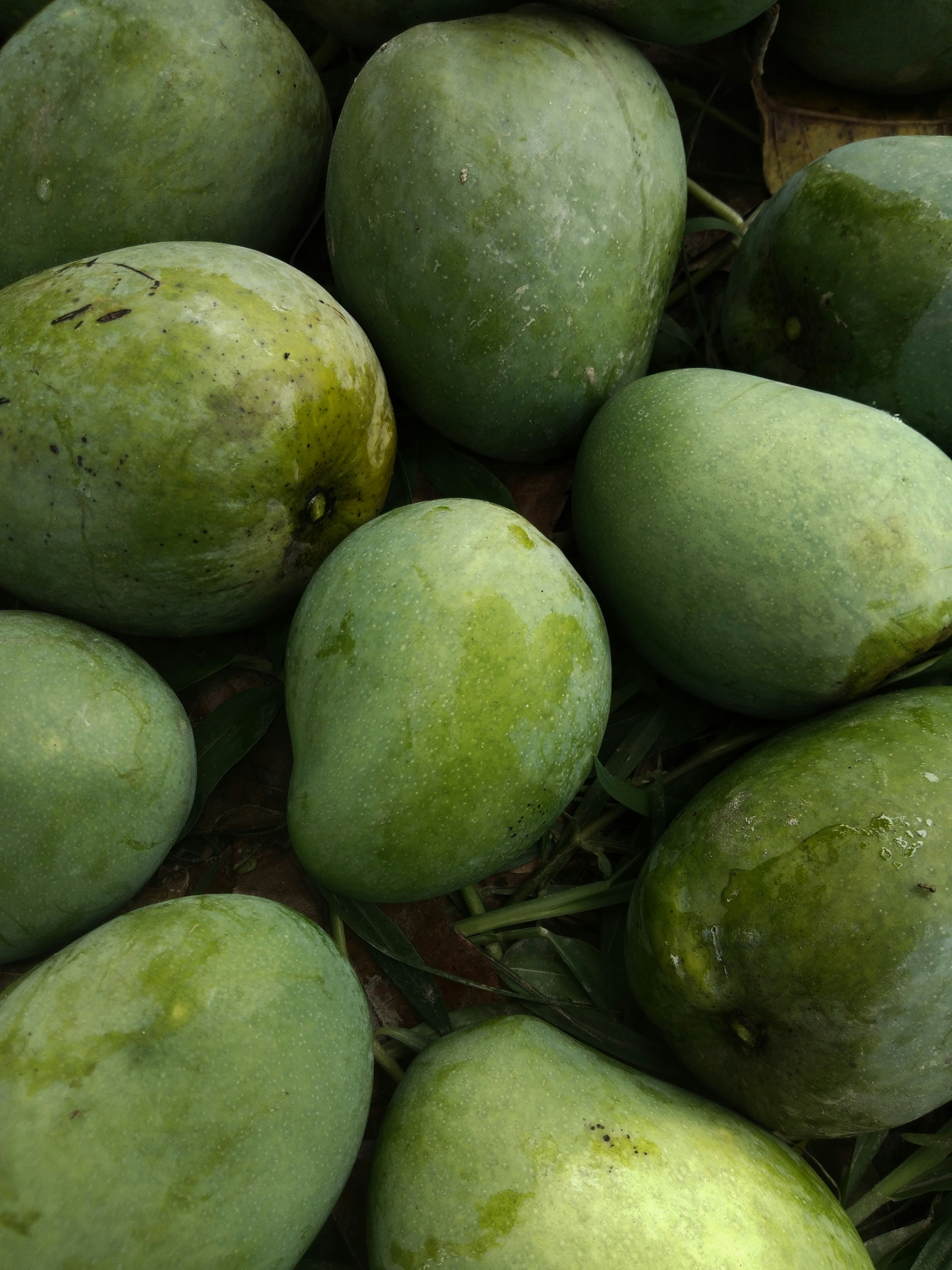 Green Mangoes in Close-Up: Matte Skin with Subtle Glow