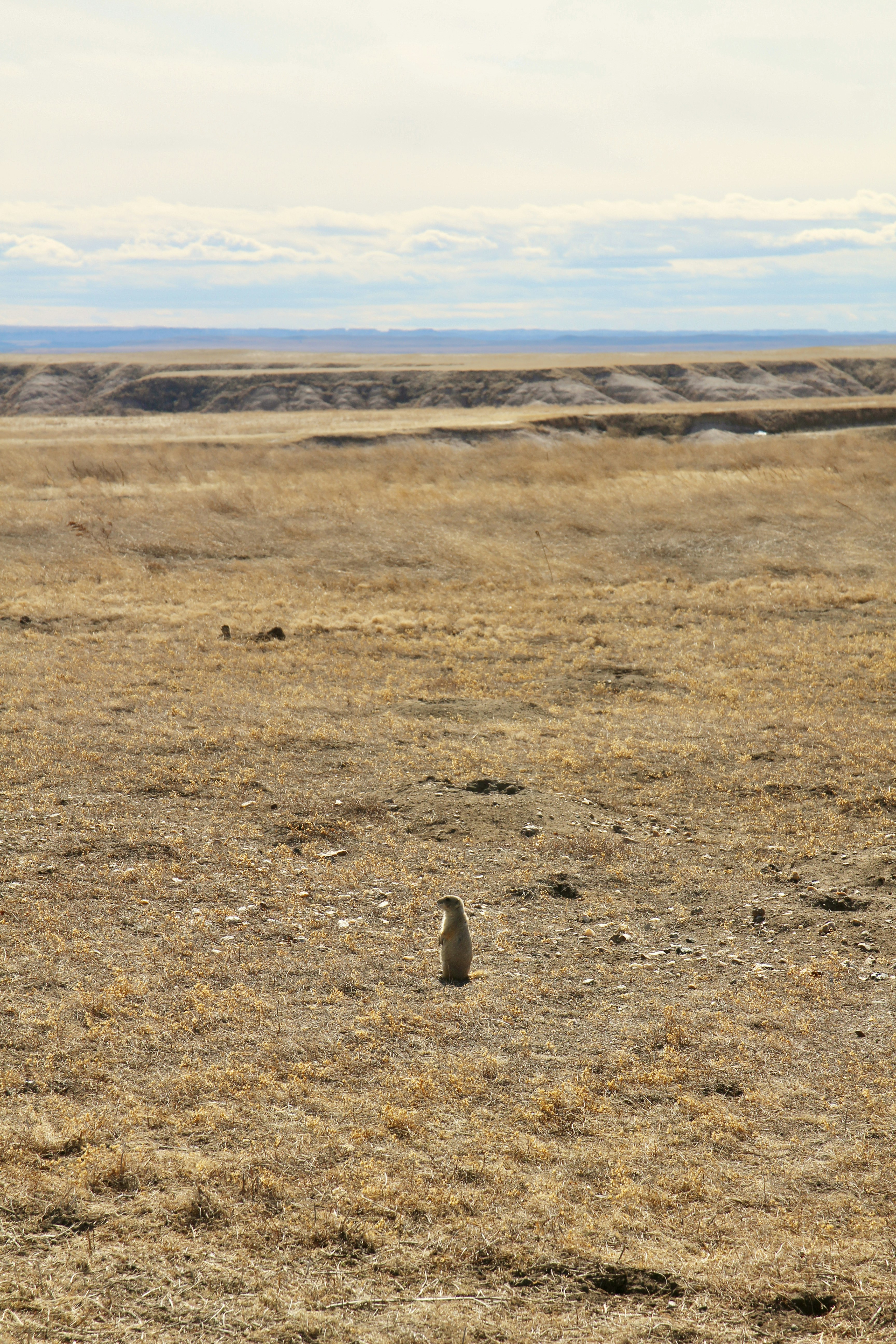Solo Burrower in a Prairie Expanse