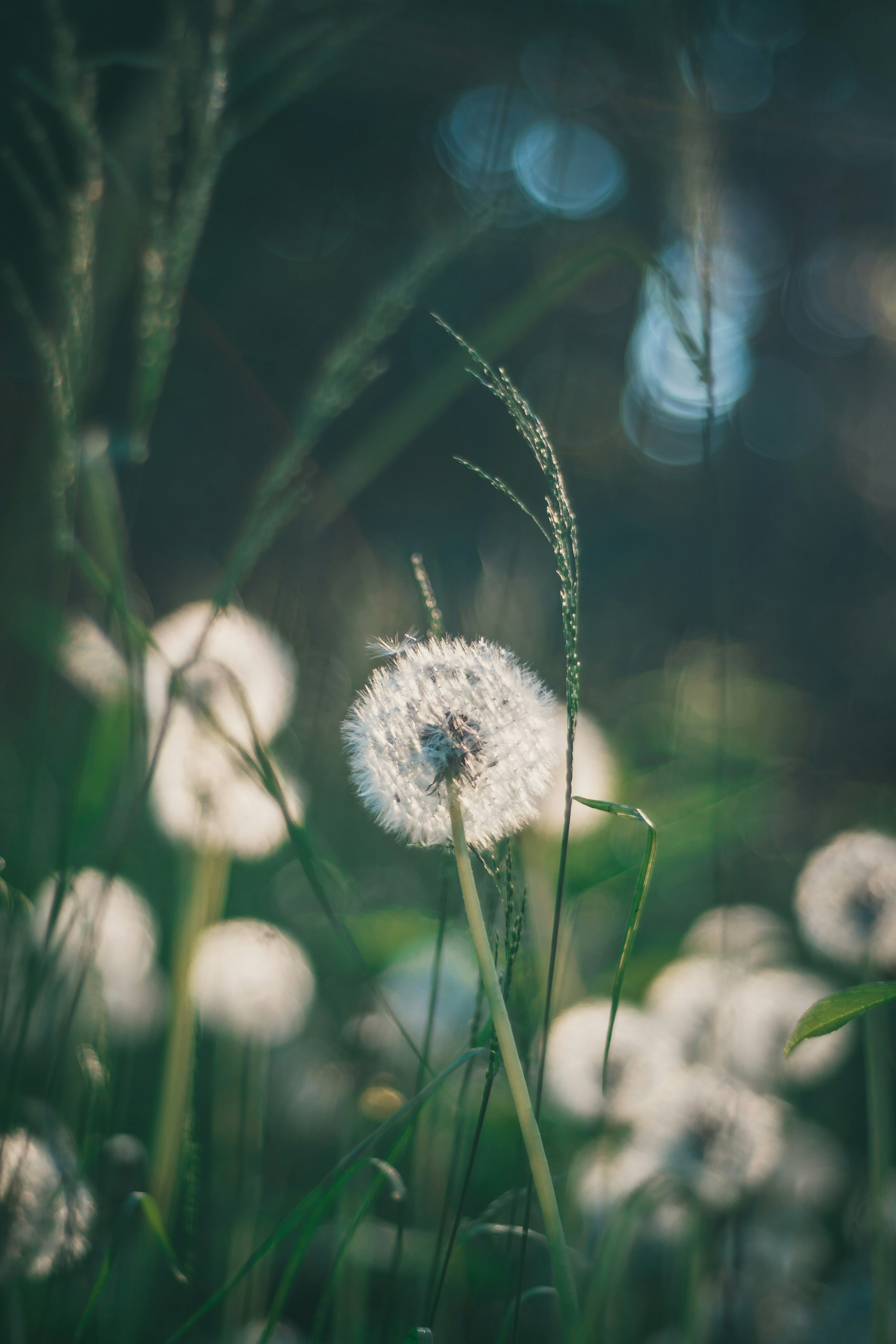 Dandelion Blowing Tumblr