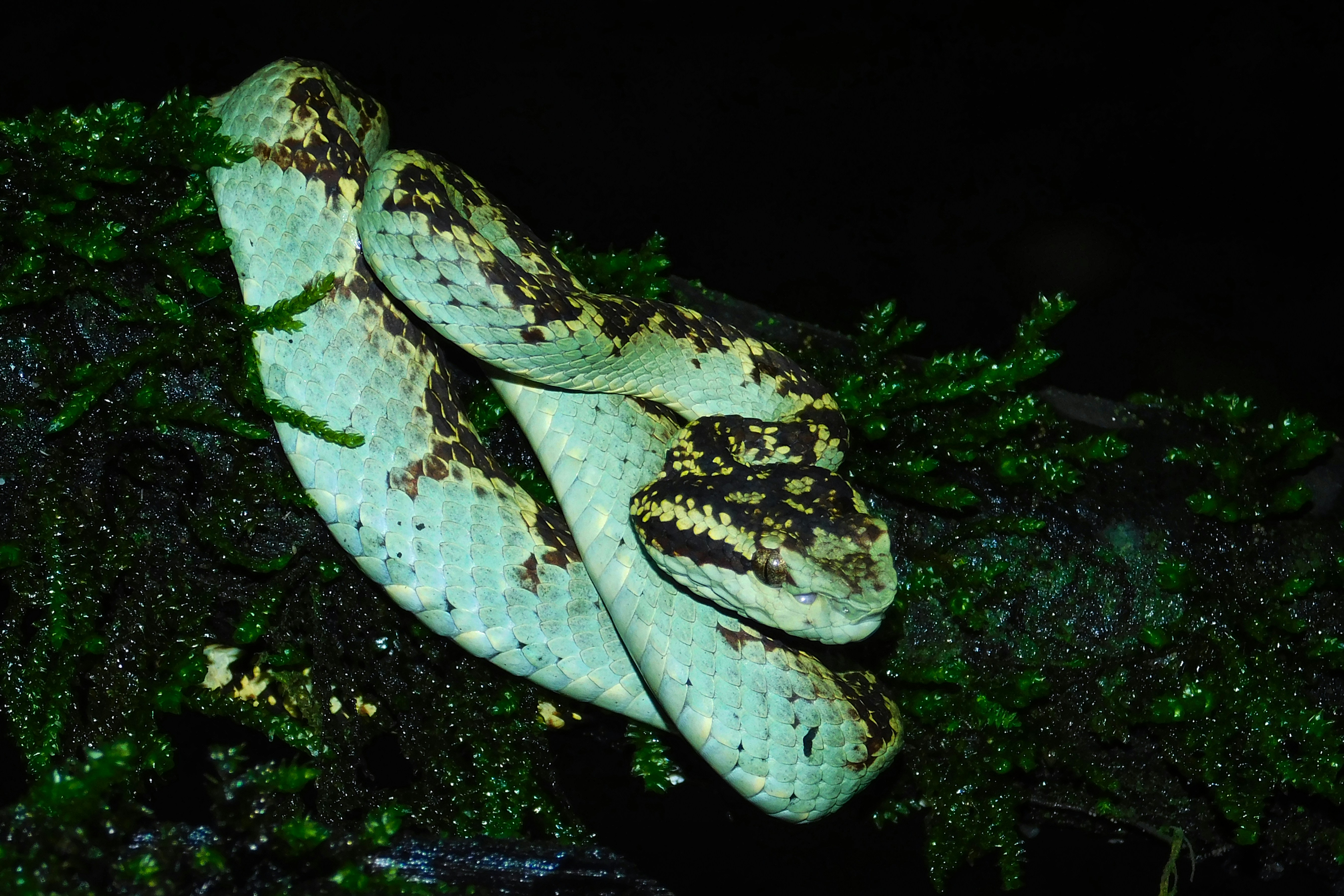 A green and black snake curled up on a tree branch photo – Free Amboli ...